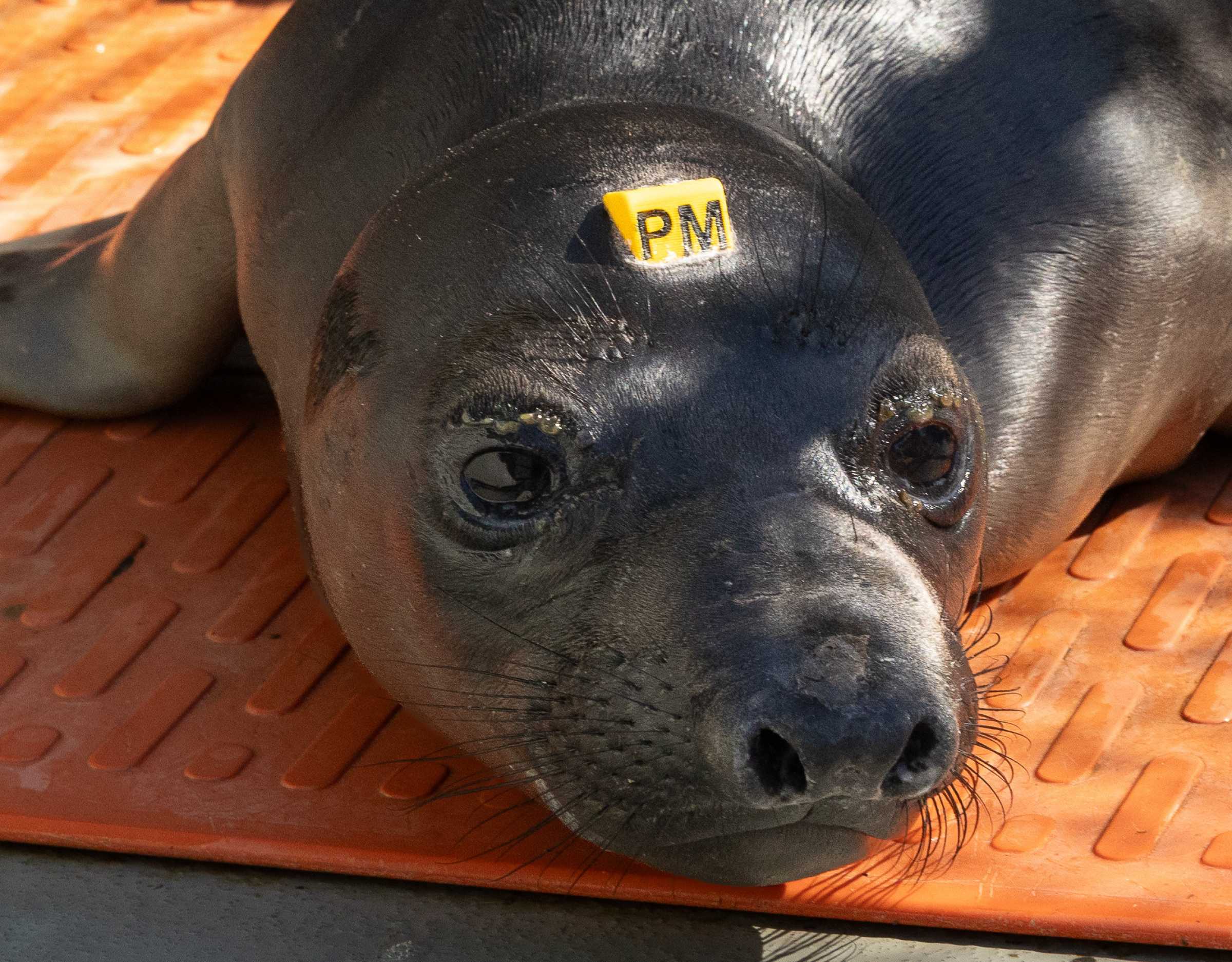 Pinwheel | The Marine Mammal Center