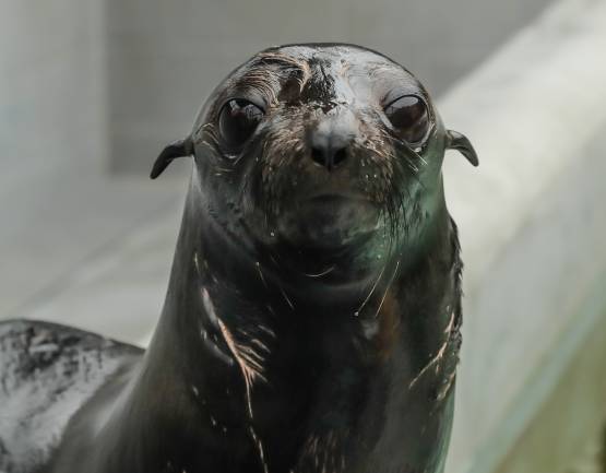 Pippin | The Marine Mammal Center