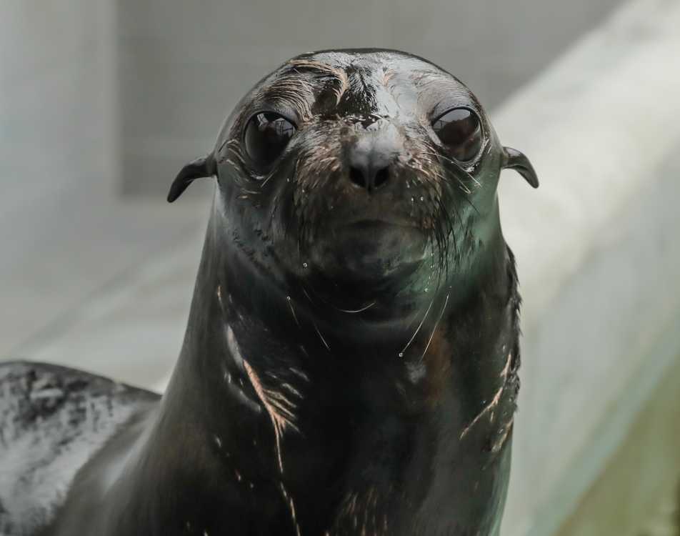 Pippin | The Marine Mammal Center
