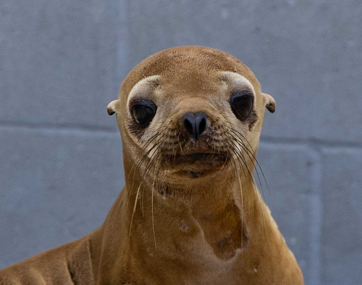 Camilla | The Marine Mammal Center