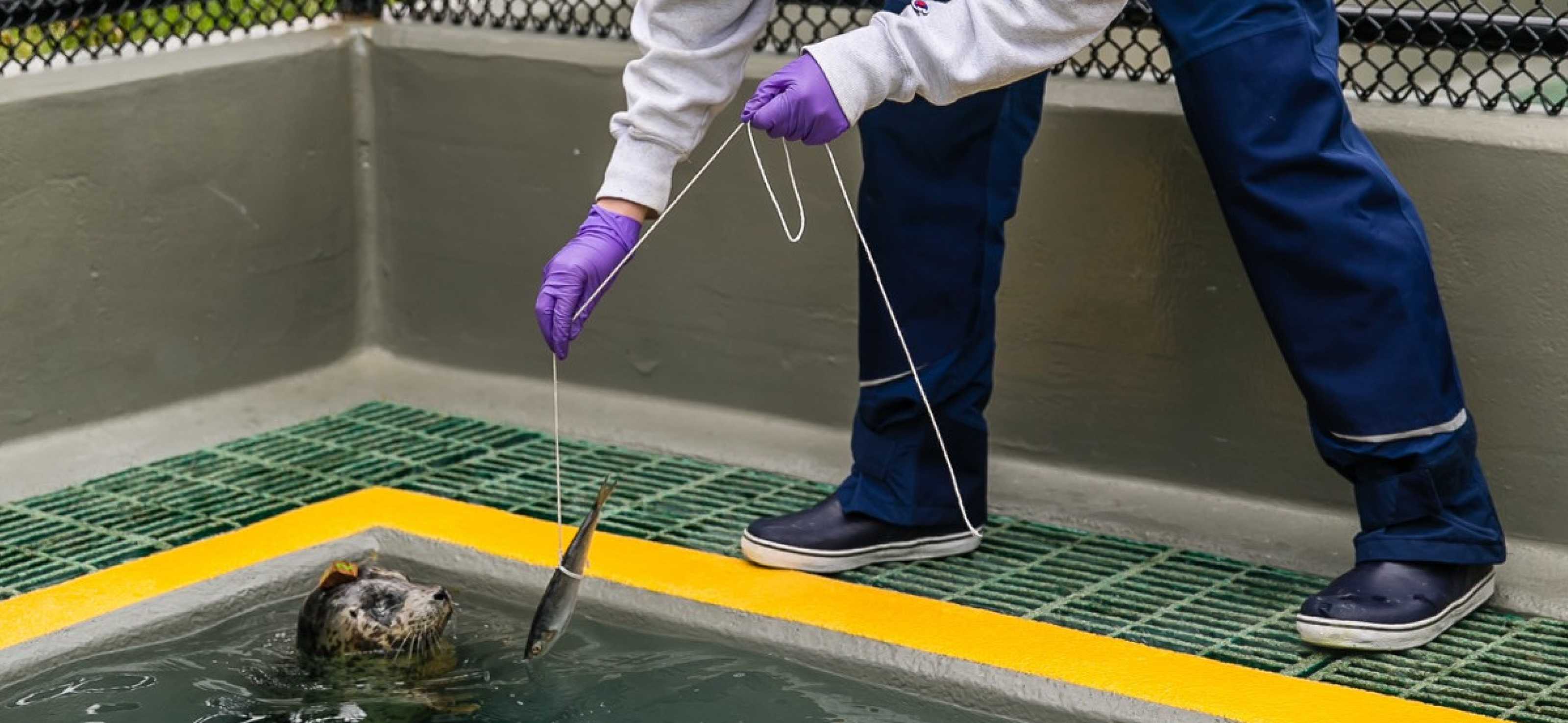 Pupping Season Spotlight: Caring for an Orphaned Harbor Seal Pup | The ...
