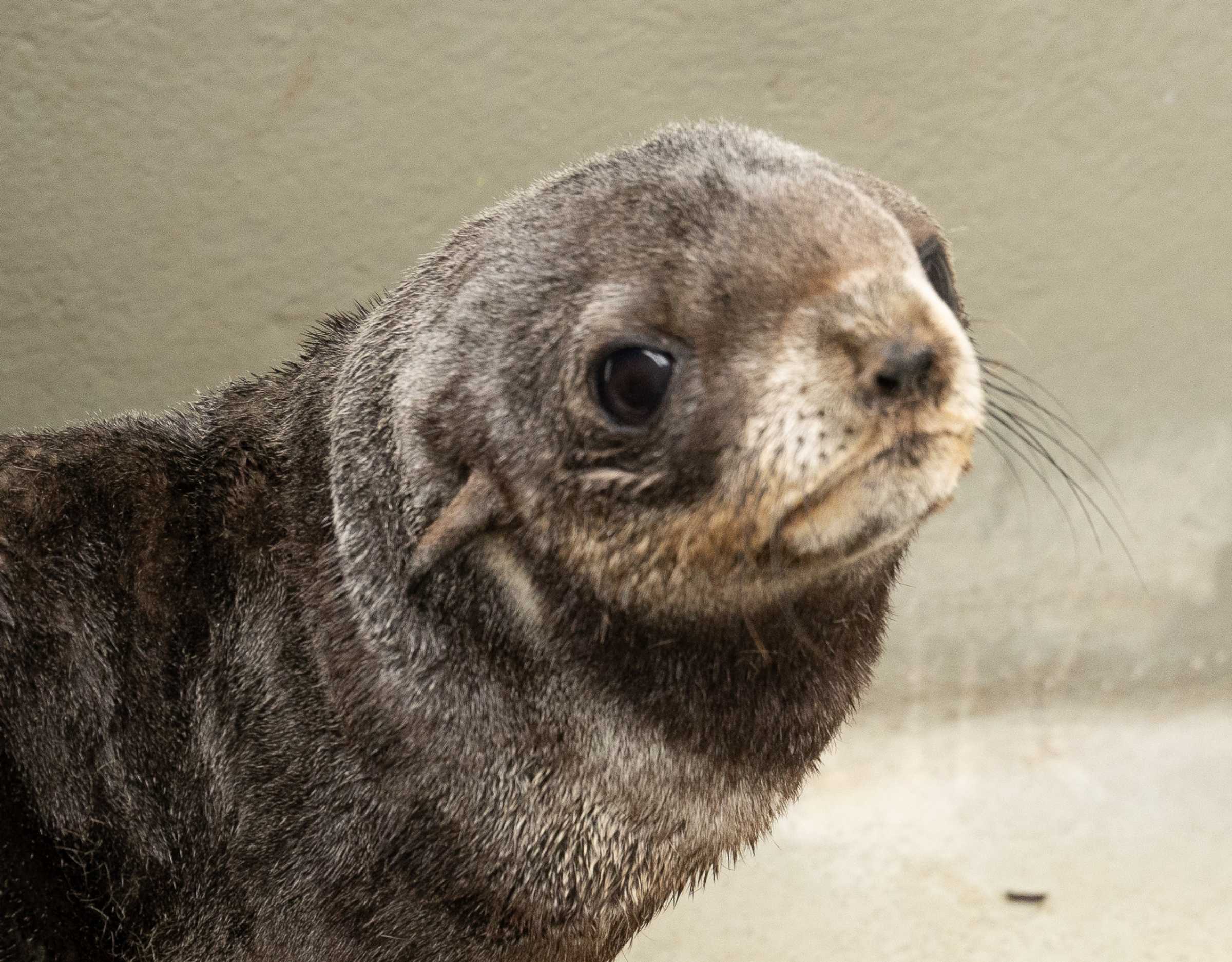 Bucket | The Marine Mammal Center