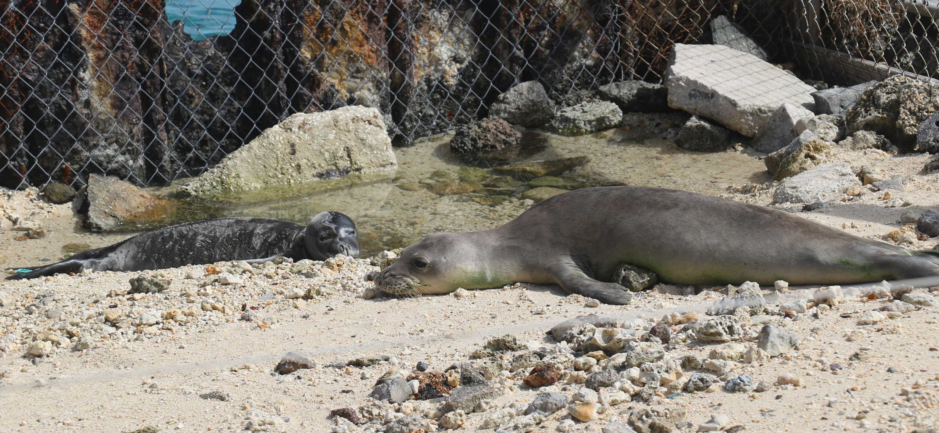 Say Aloha to `Awapuhi and Mililani | The Marine Mammal Center
