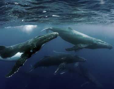 How Do Whales Sleep? And Other Whale Trivia | The Marine Mammal Center