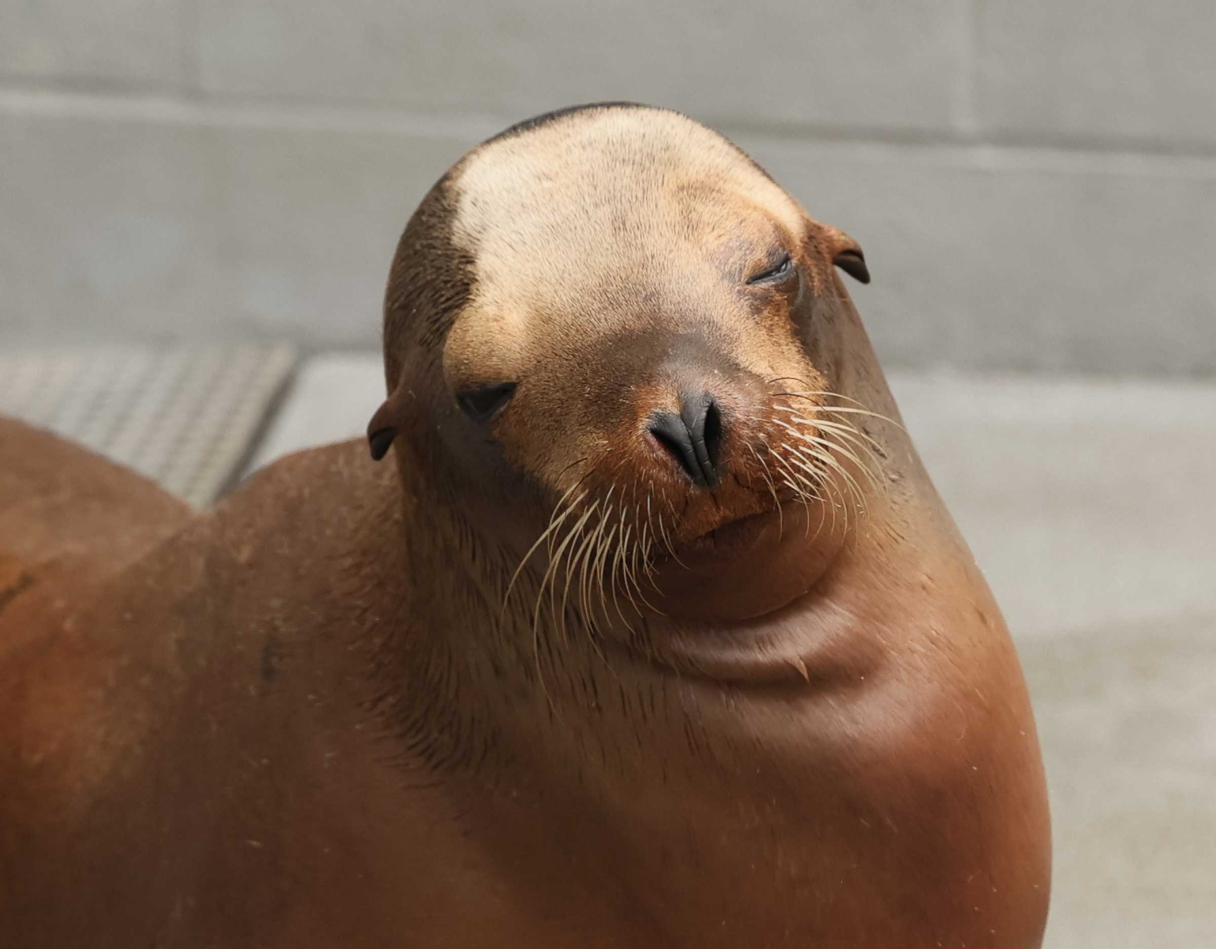 Manic | The Marine Mammal Center