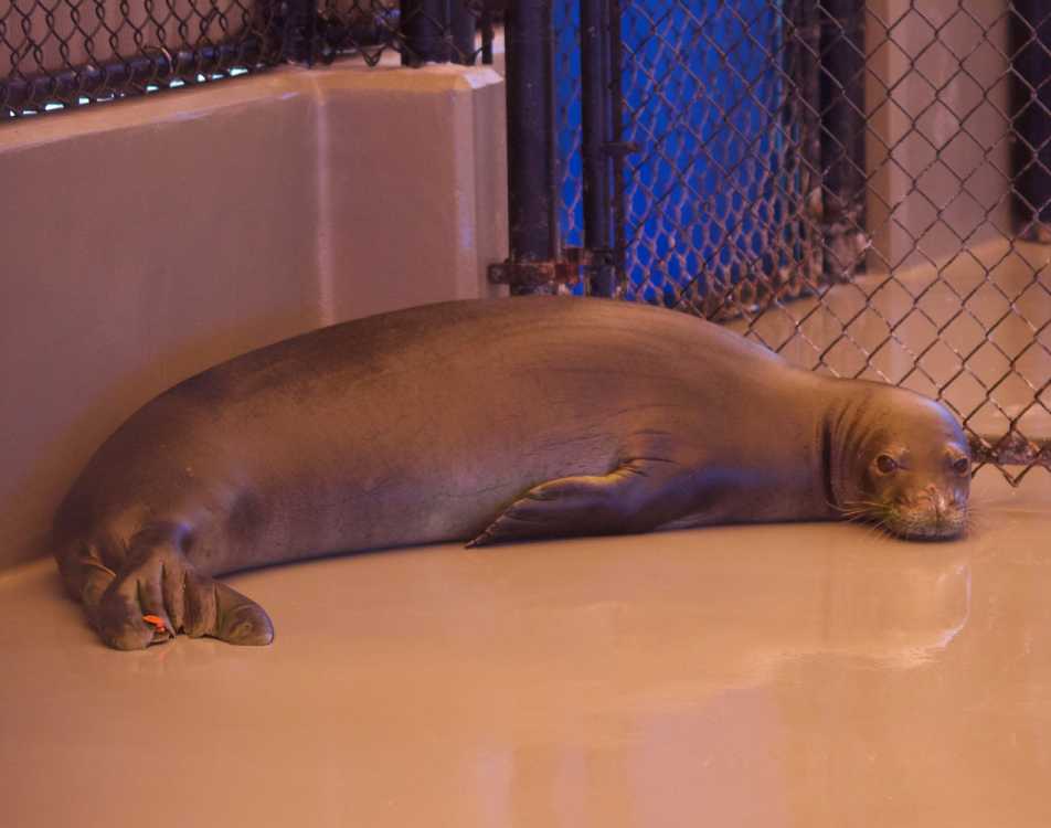 Endangered Hawaiian Monk Seal RH38 Receiving Life-Saving Care at The ...
