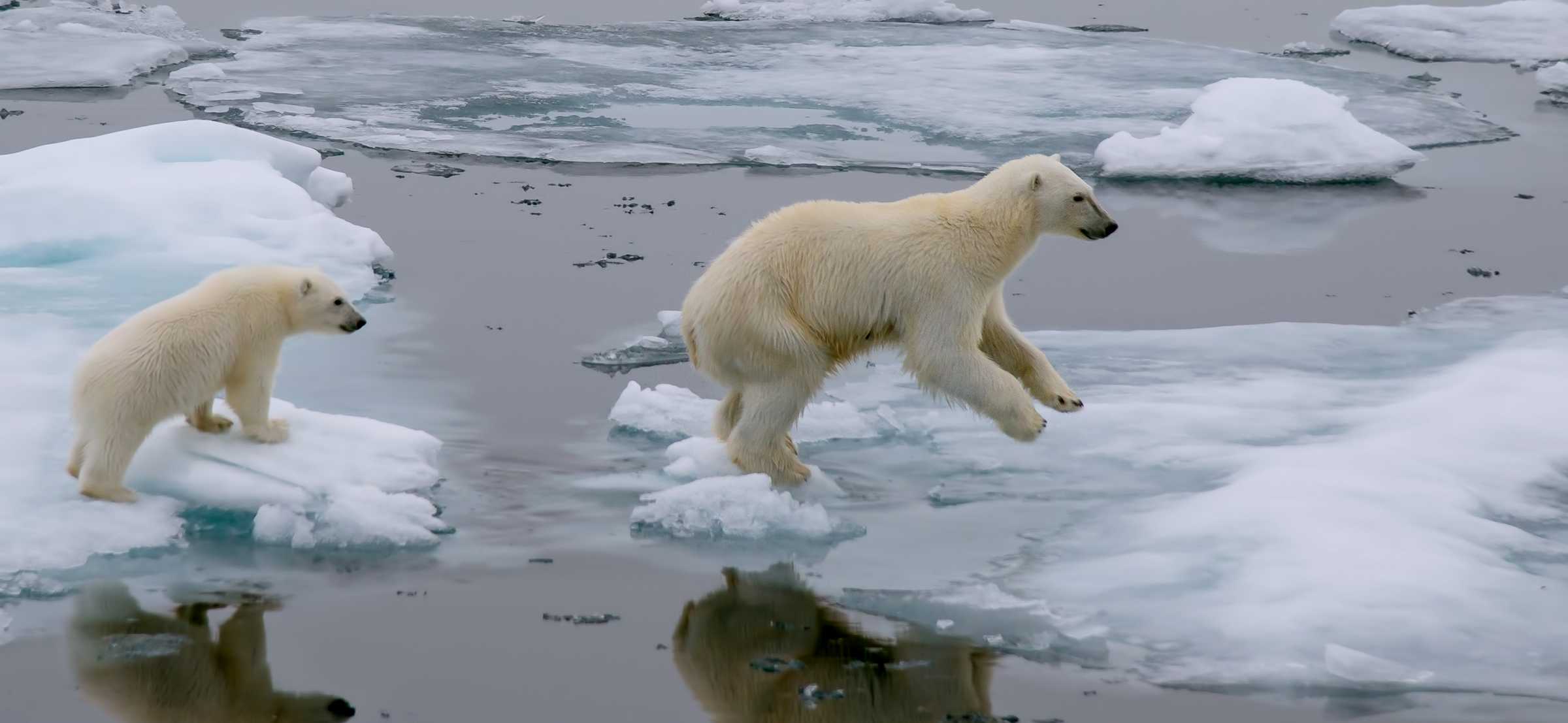 Polar Bears | The Marine Mammal Center