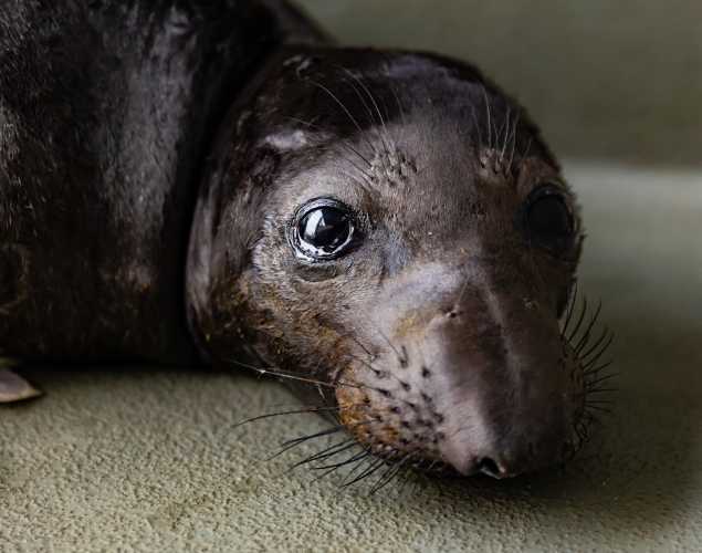 The Marine Mammal Center | Raya
