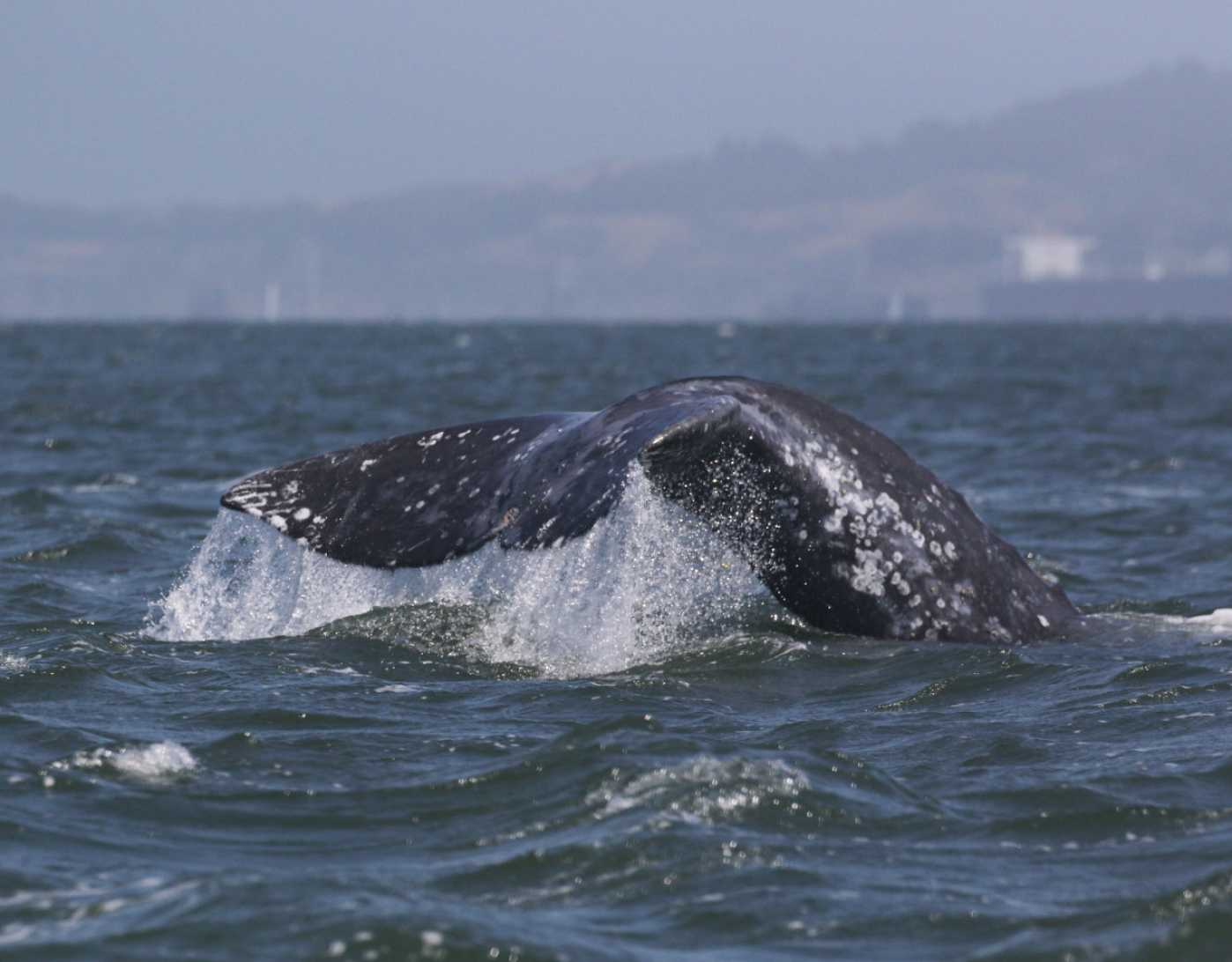 News | The Marine Mammal Center