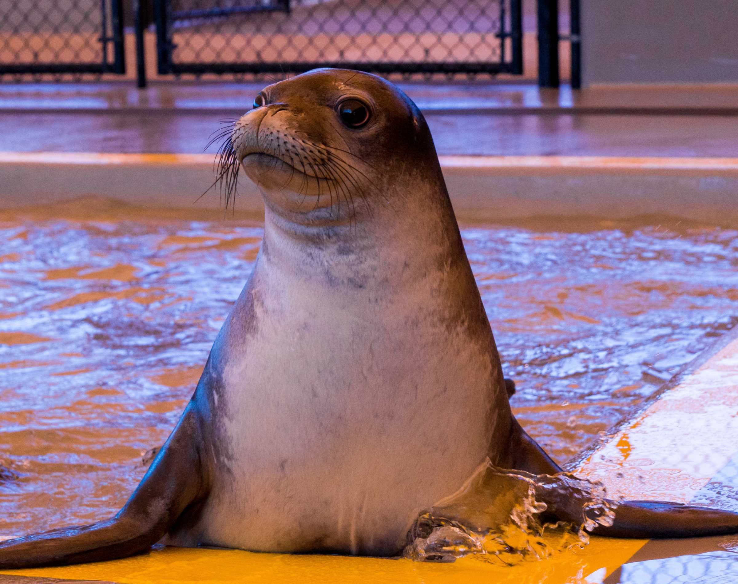 Meleana | The Marine Mammal Center