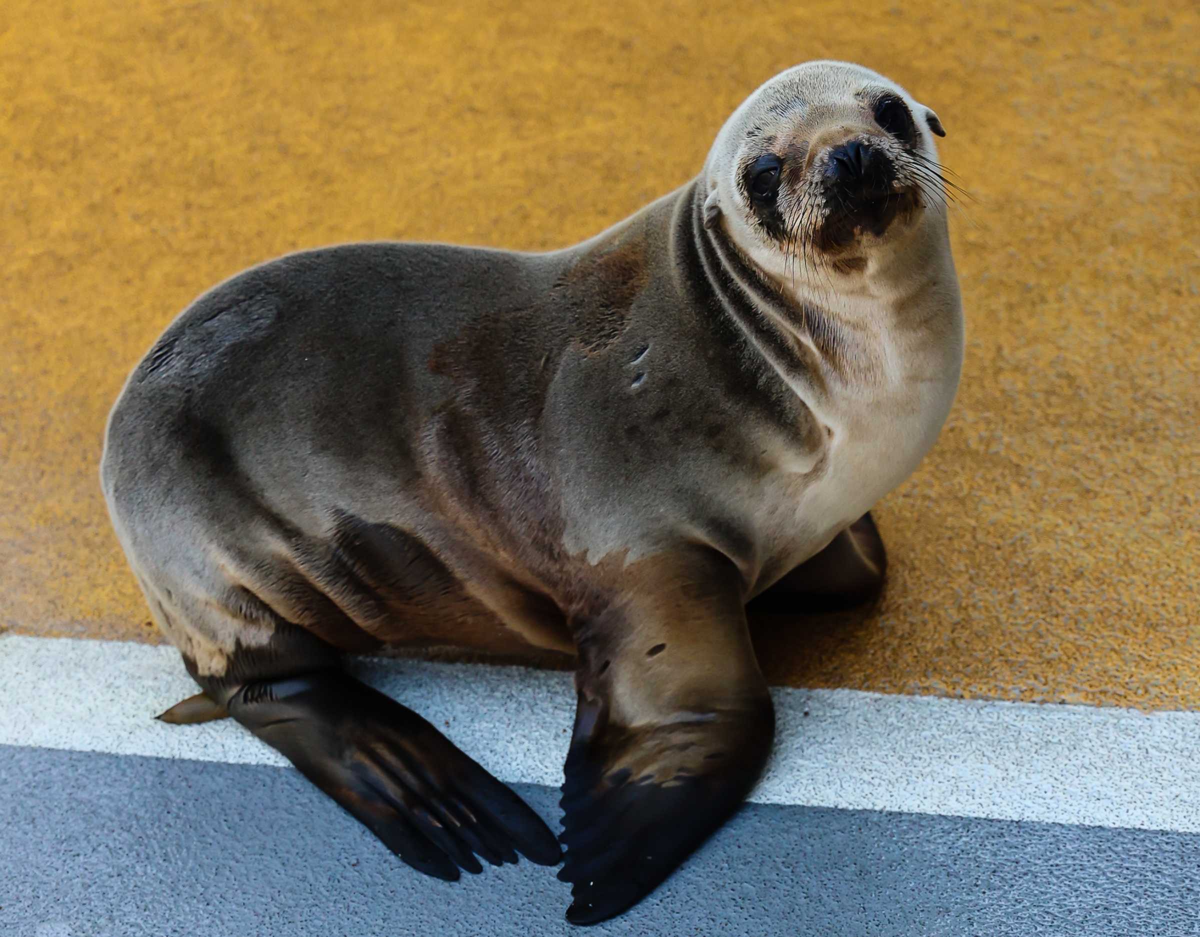 Finleigh | The Marine Mammal Center