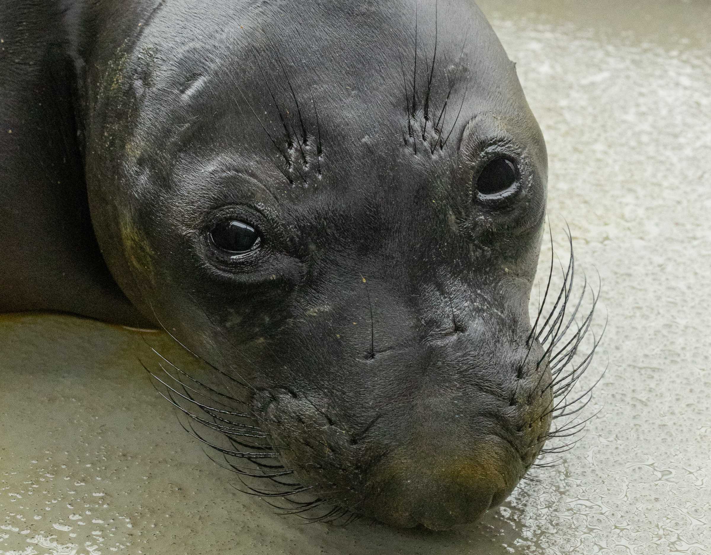 Lunchbreak | The Marine Mammal Center