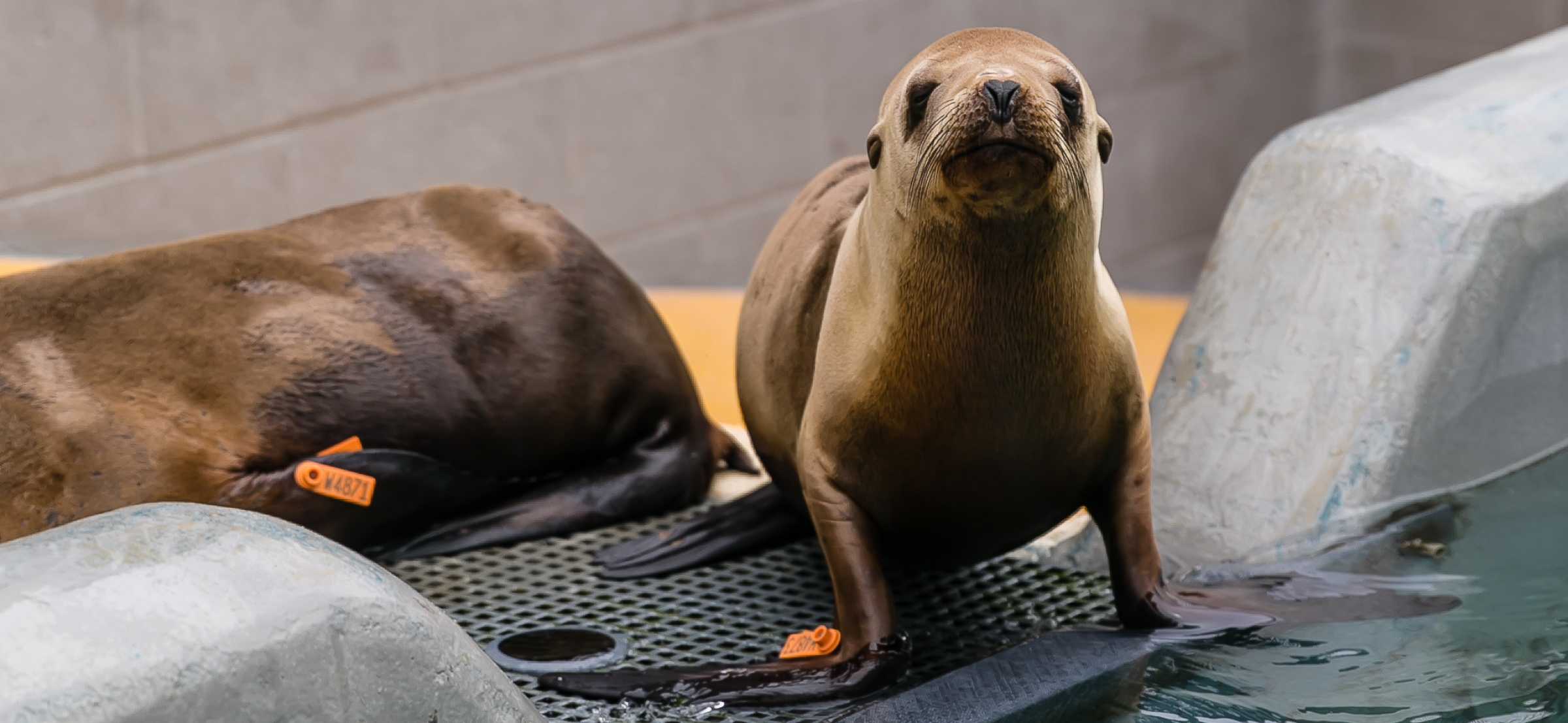 Sea Lions Are the Latest Species Impacted by Changing Ocean Conditions ...