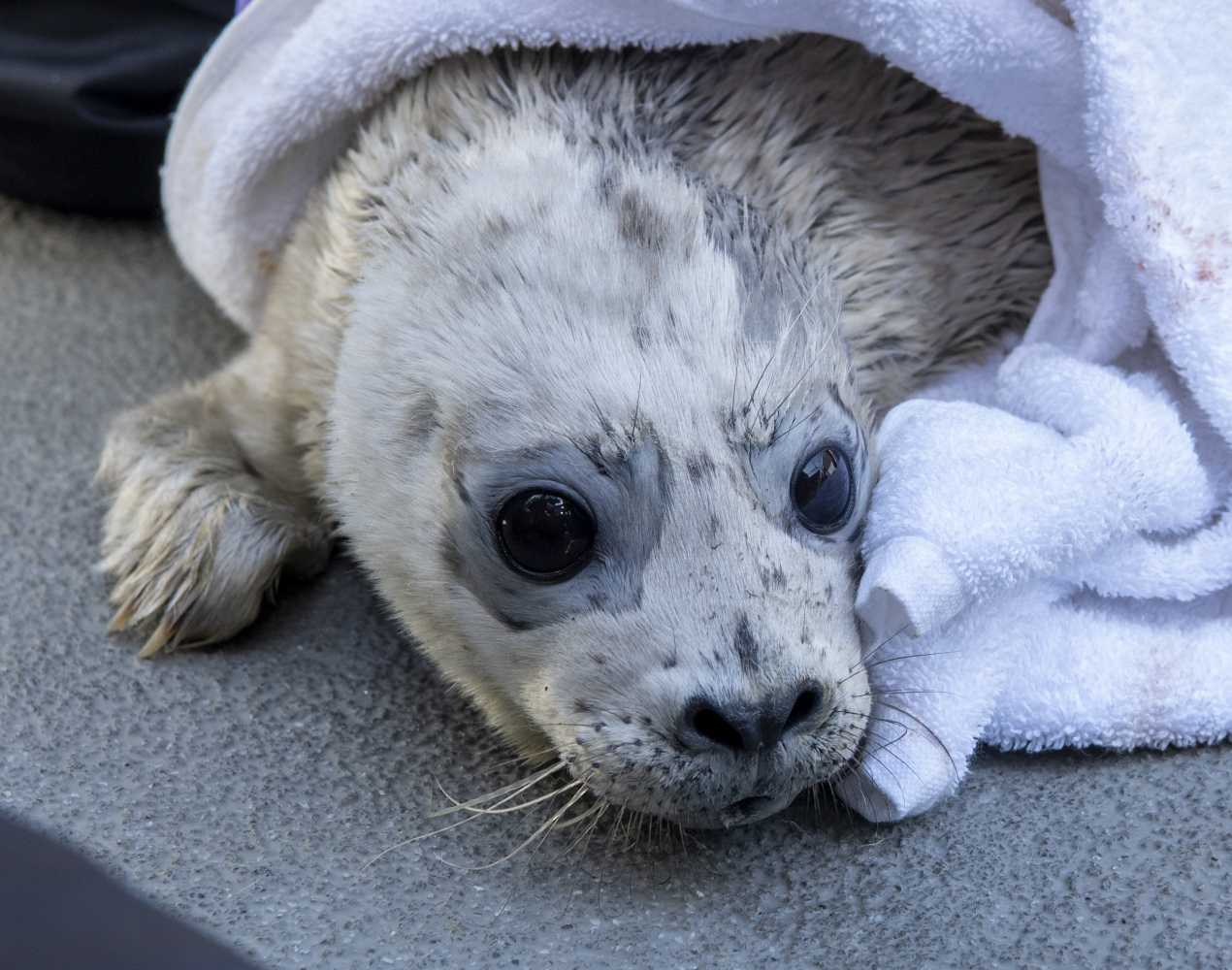 Maggett | The Marine Mammal Center