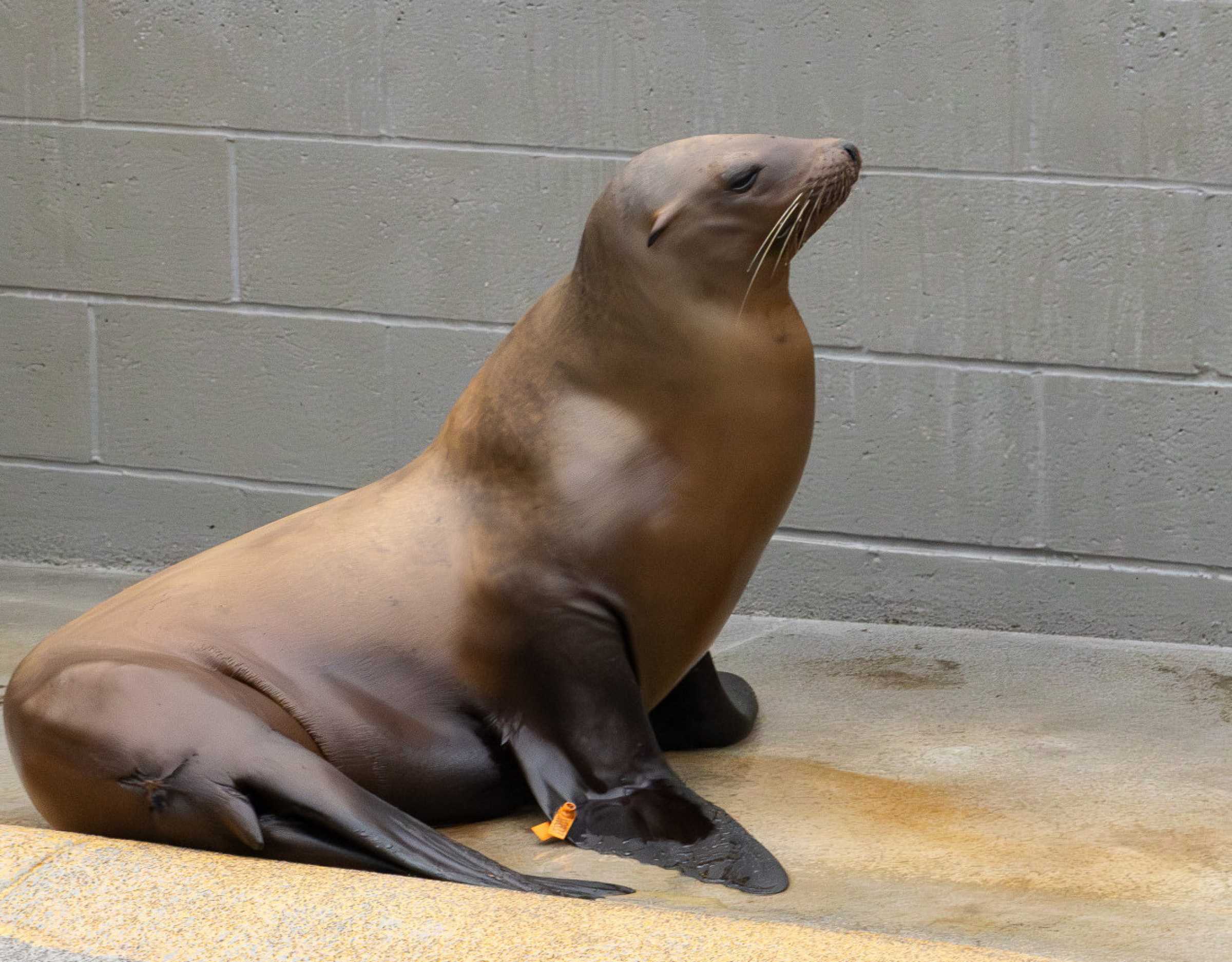 Banker | The Marine Mammal Center