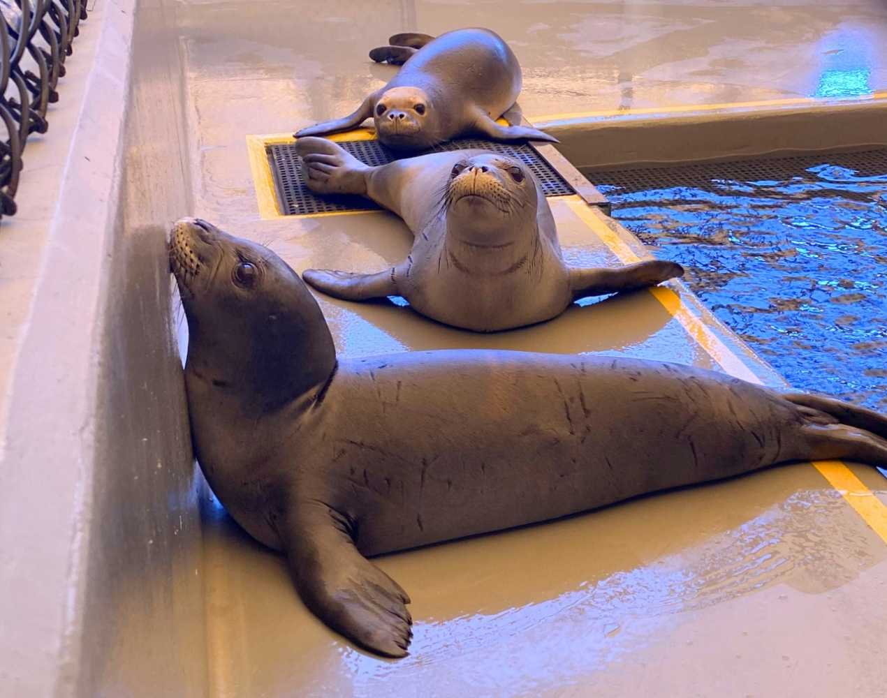 Three Endangered Hawaiian Monk Seal Pups Admitted to Ke Kai Ola, a ...