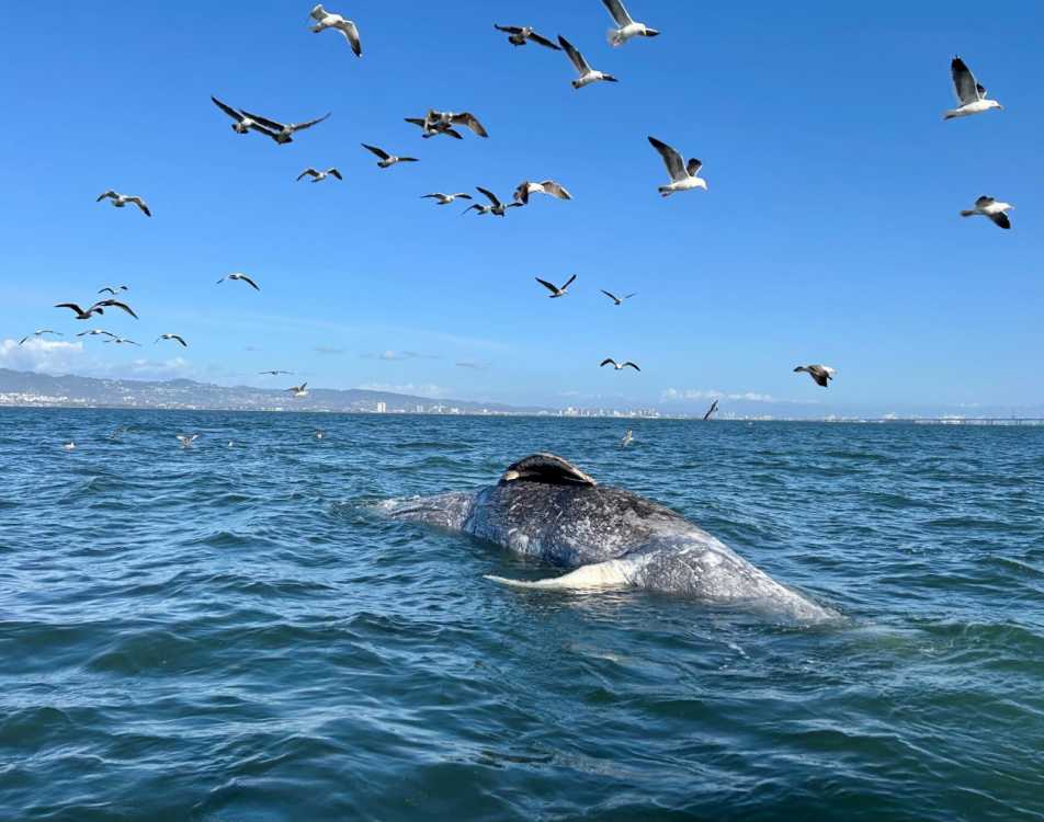 NBC News: Six dead gray whales found in San Francisco Bay area in the ...