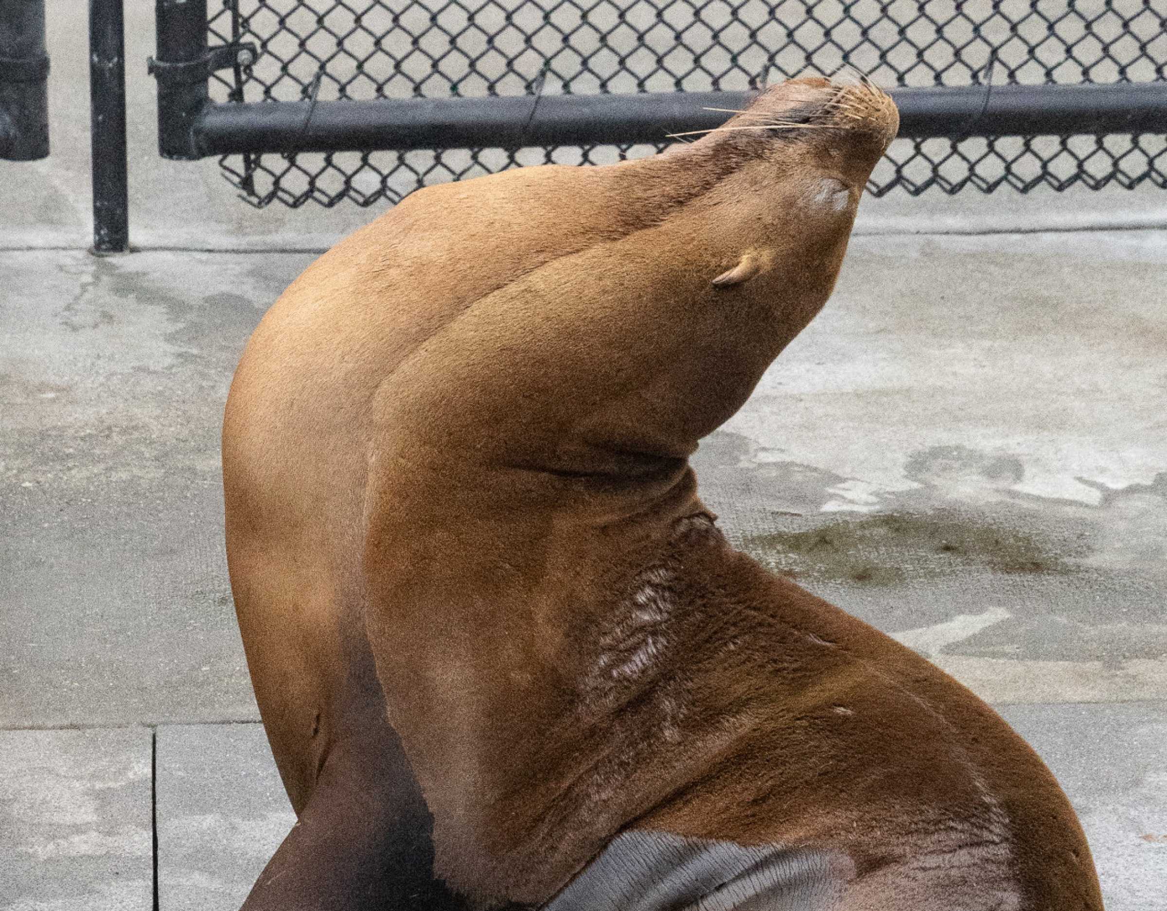 Hook | The Marine Mammal Center