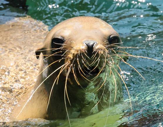Keoki | The Marine Mammal Center