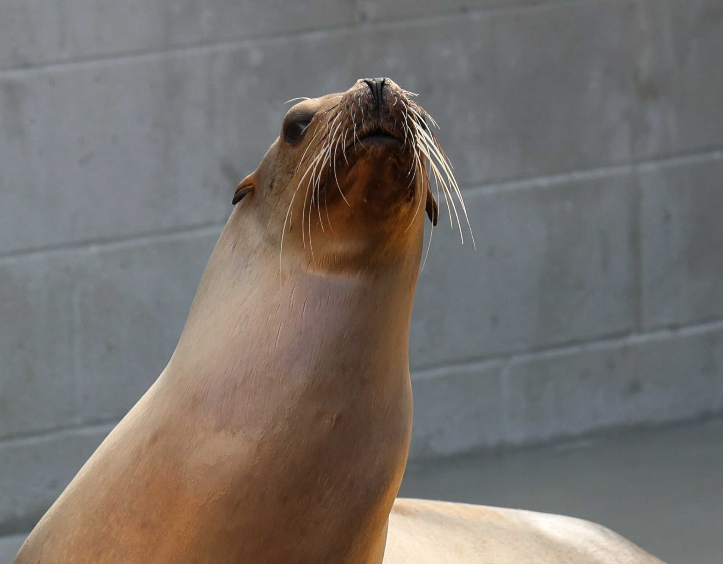 Calamity | The Marine Mammal Center