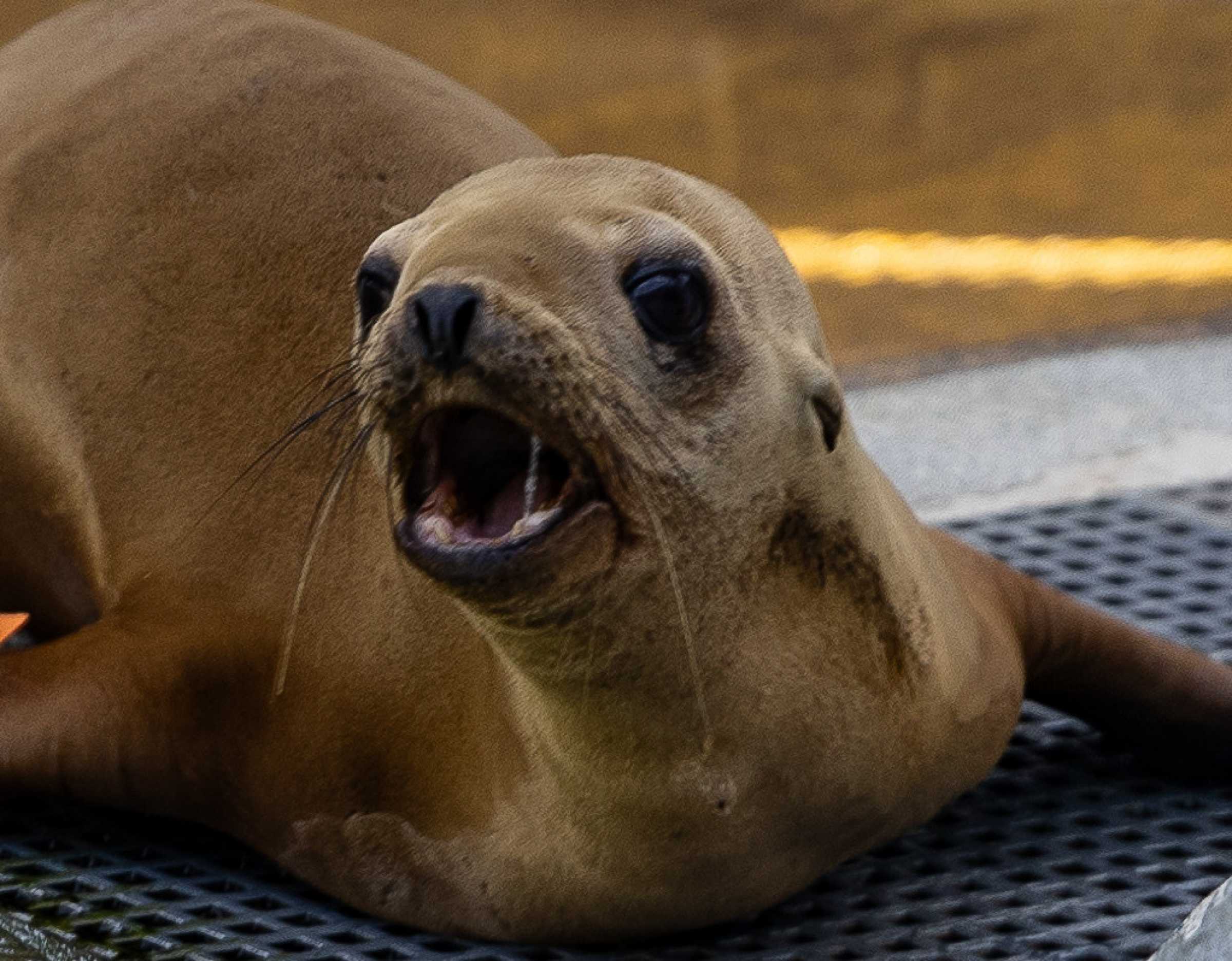 Calliope | The Marine Mammal Center