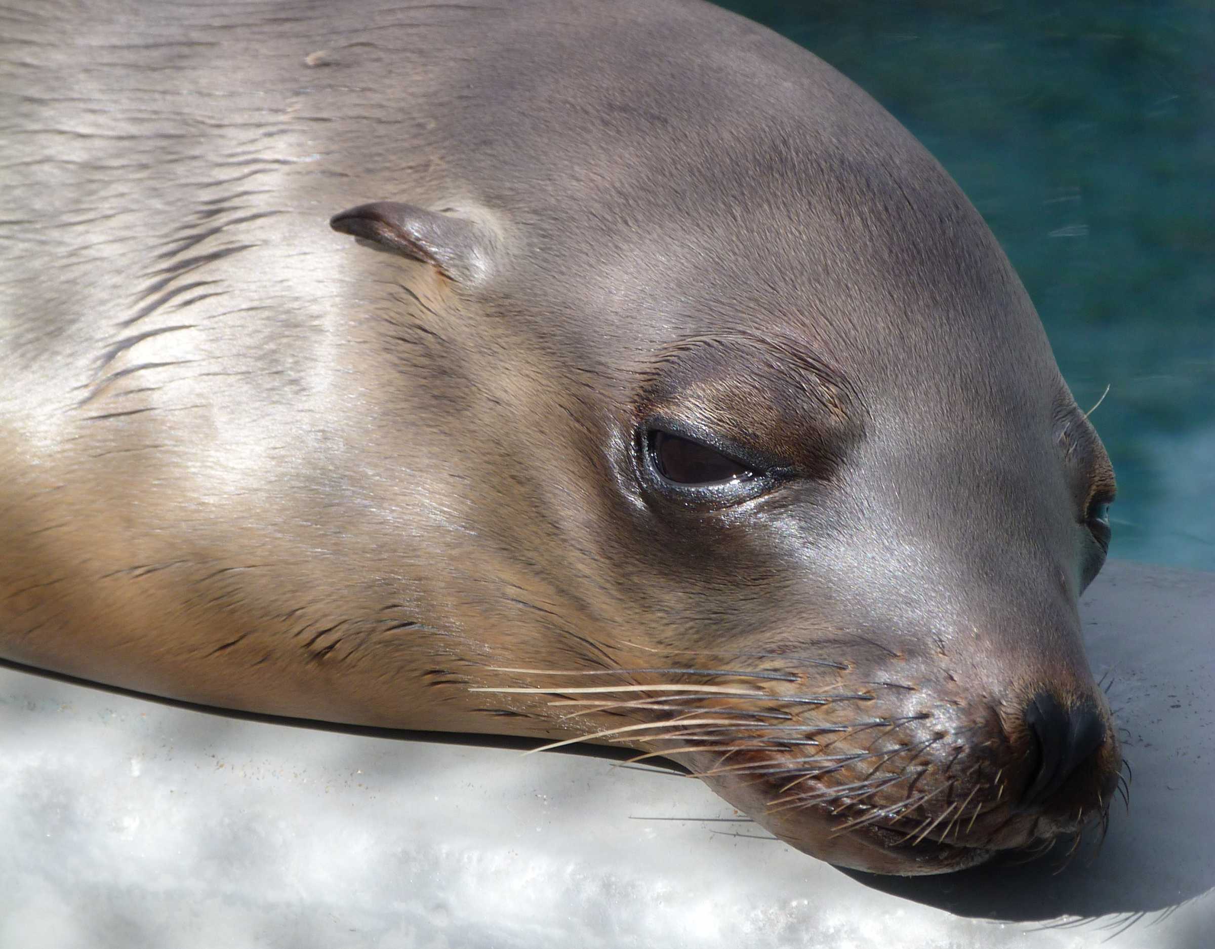 Meow | The Marine Mammal Center