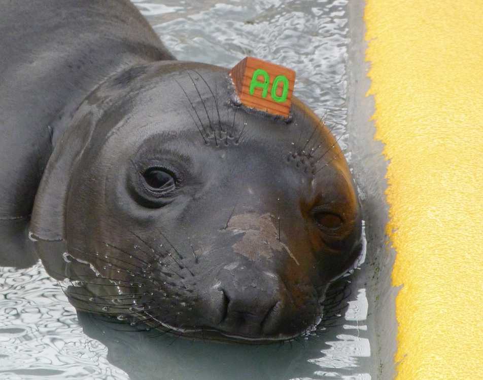 Ellierae | The Marine Mammal Center