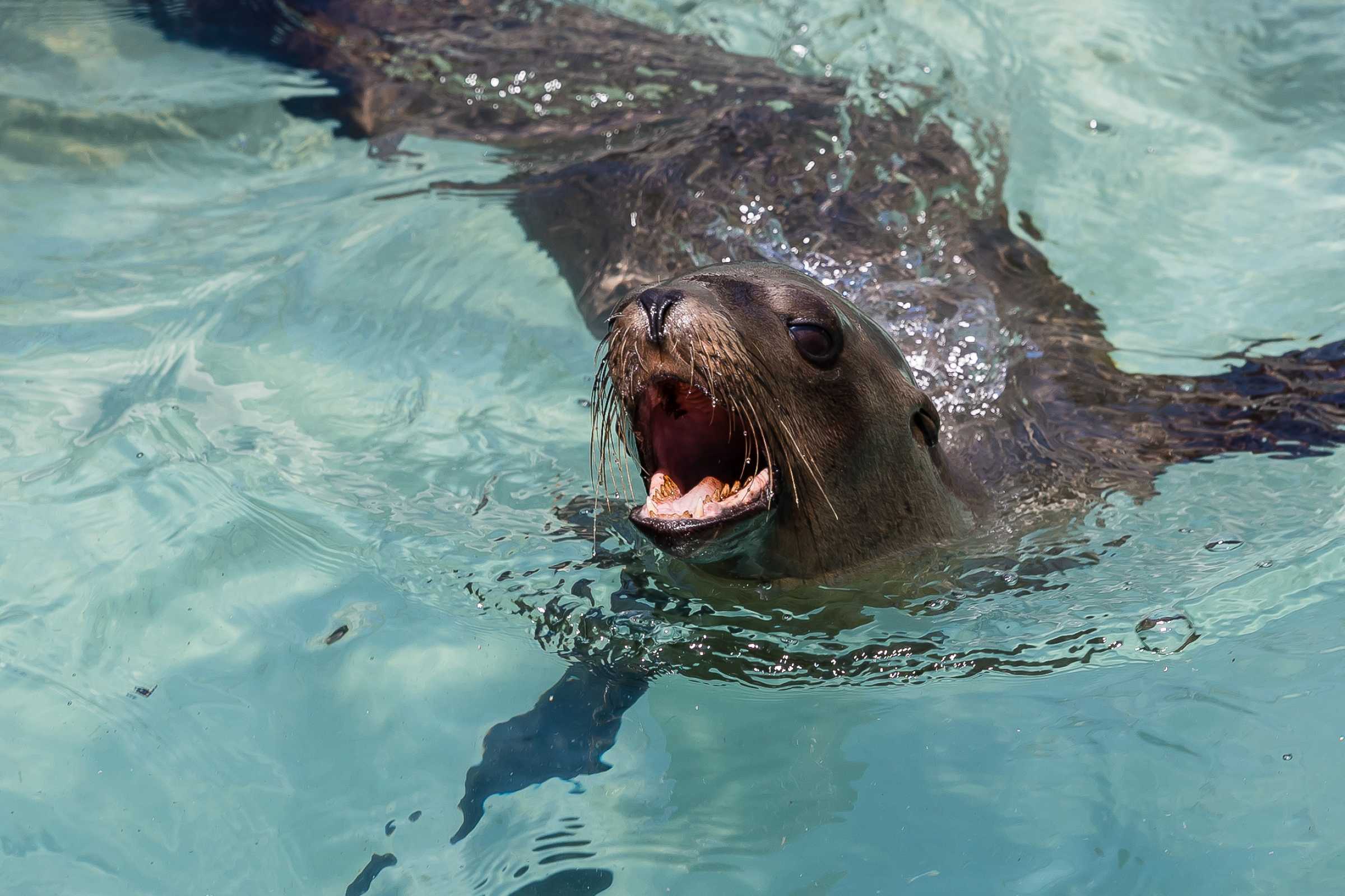 Using Tooth Layers to Determine California Sea Lion Age | The Marine ...