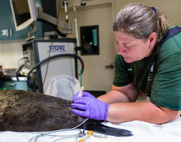 The Marine Mammal Center | Research Library