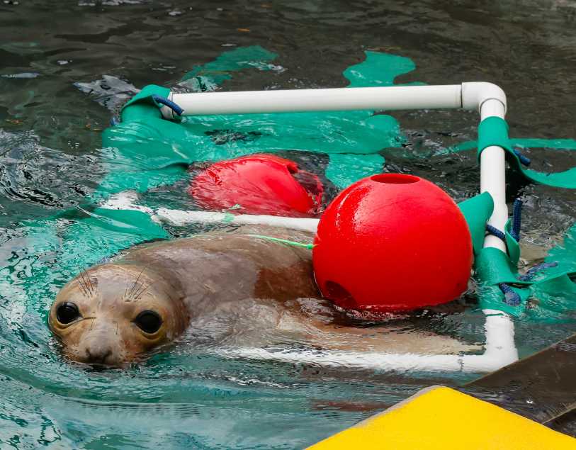 Enrichment | The Marine Mammal Center