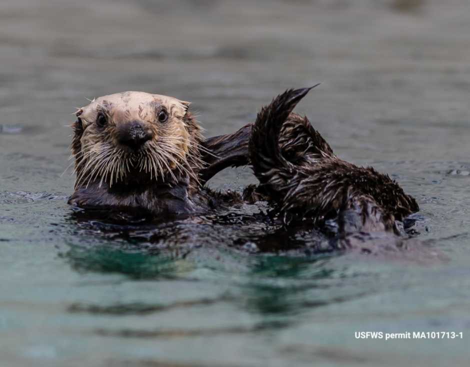 Learn About Marine Mammals | The Marine Mammal Center