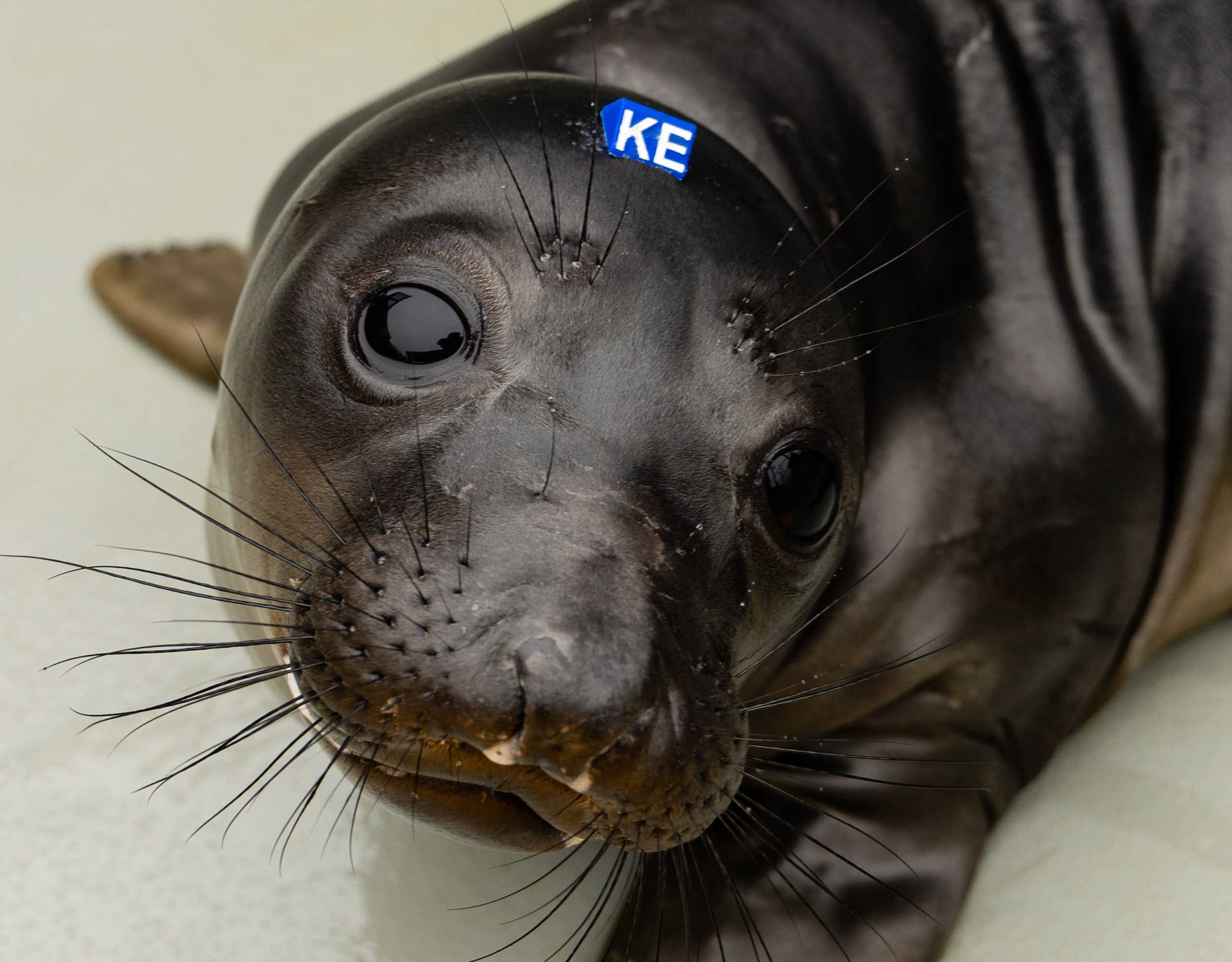 Reuben | The Marine Mammal Center