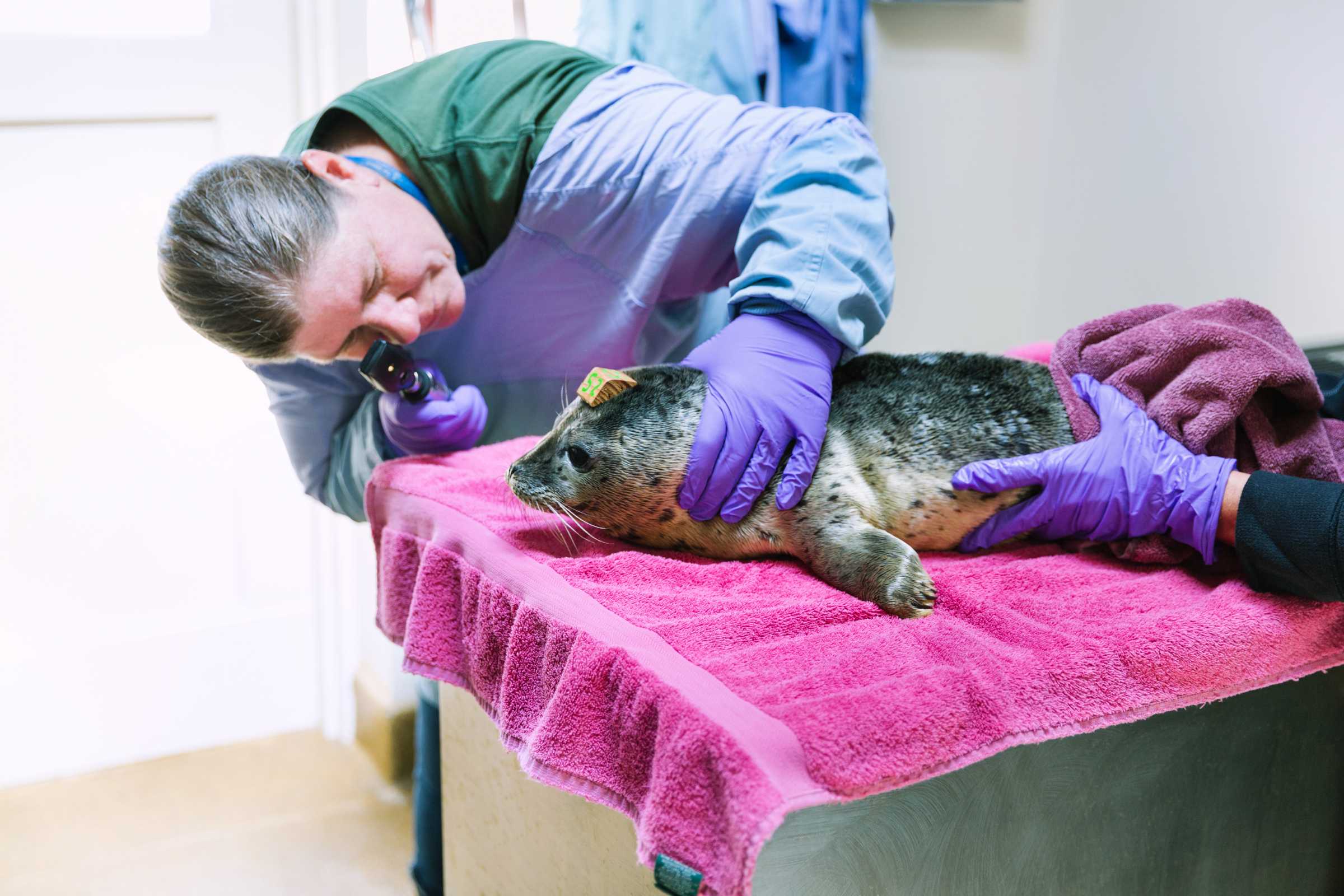 Stewardship Saturday: Getting Your Start in Marine Mammal Science | The ...