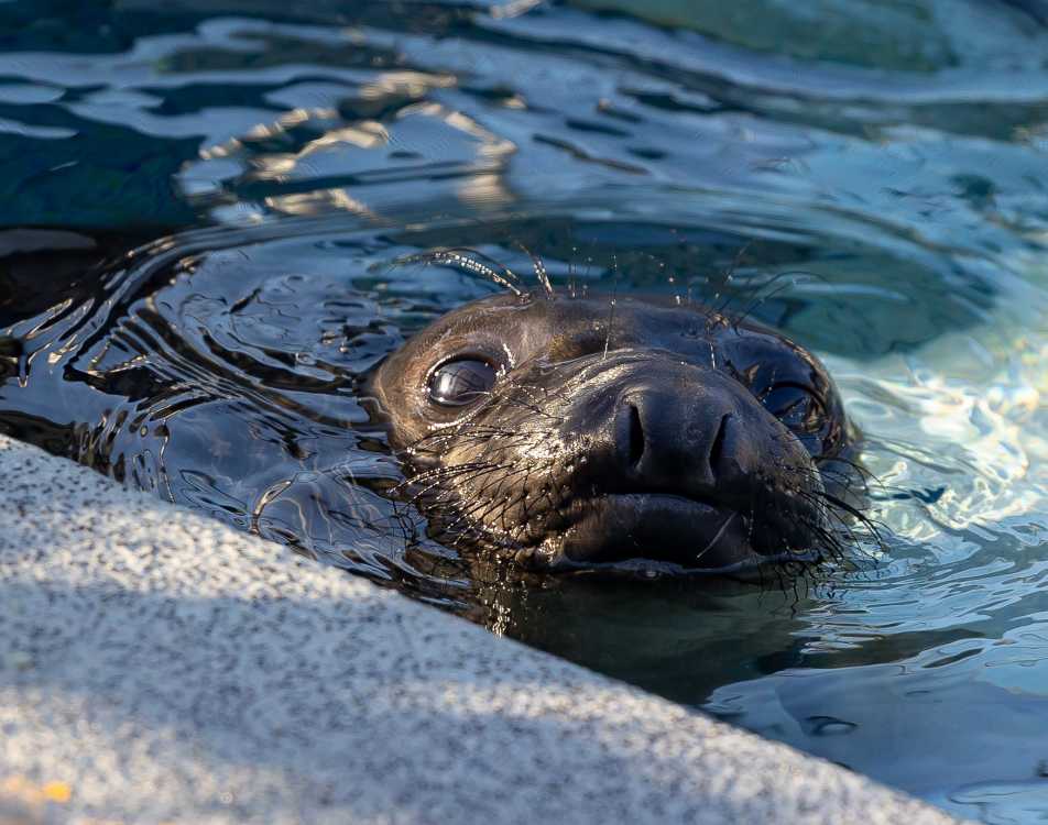 Mellow | The Marine Mammal Center