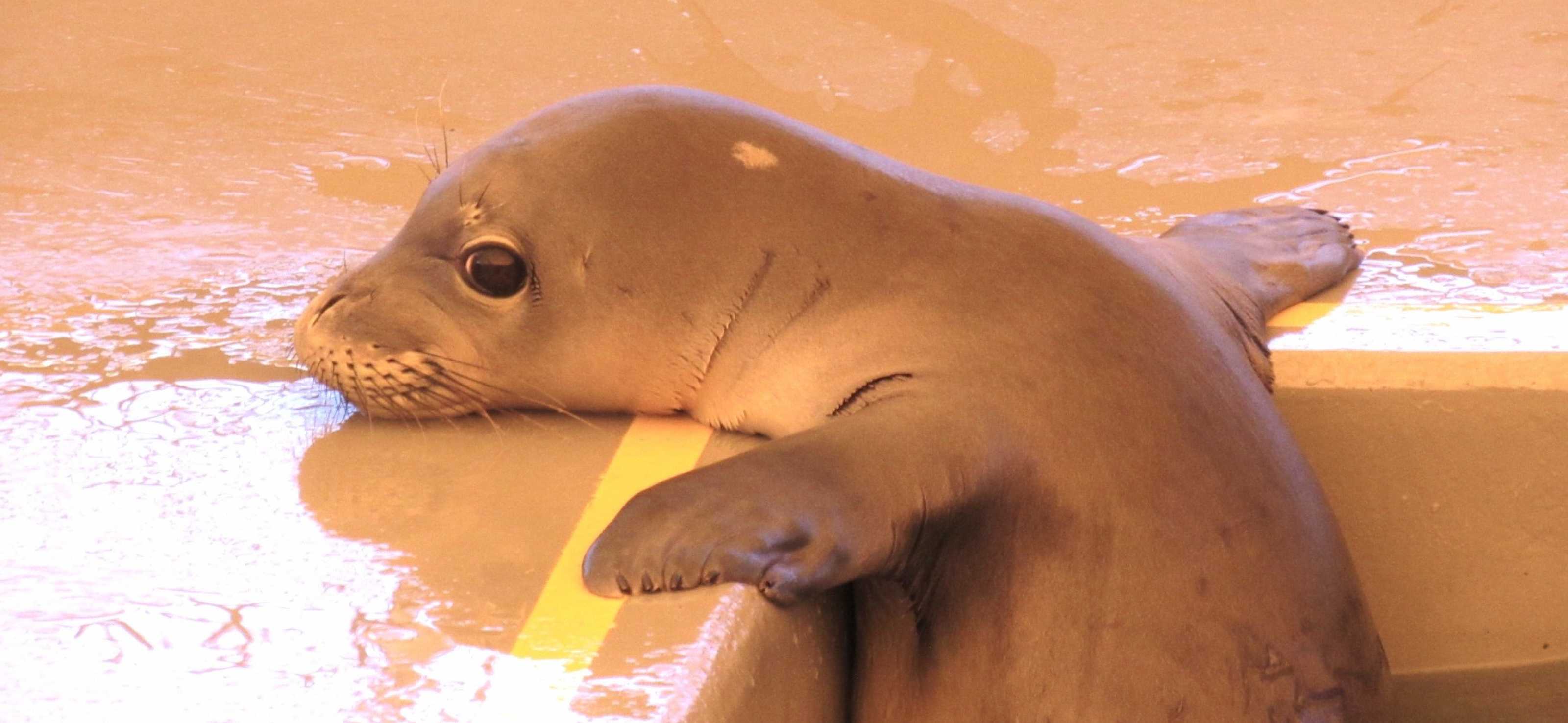Milestone Moment: Released Hawaiian Monk Seal Patients Spotted With Pups in Northwestern ...