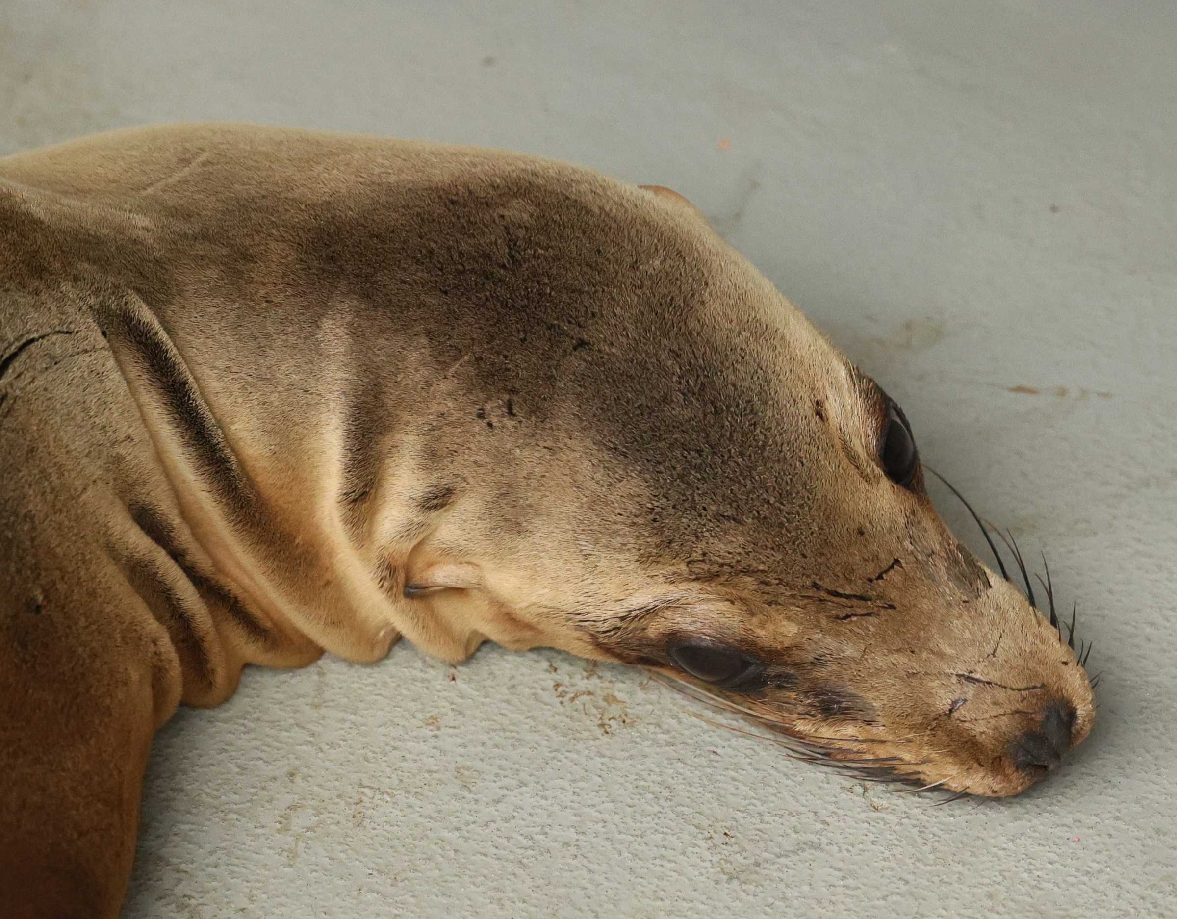 Makana | The Marine Mammal Center