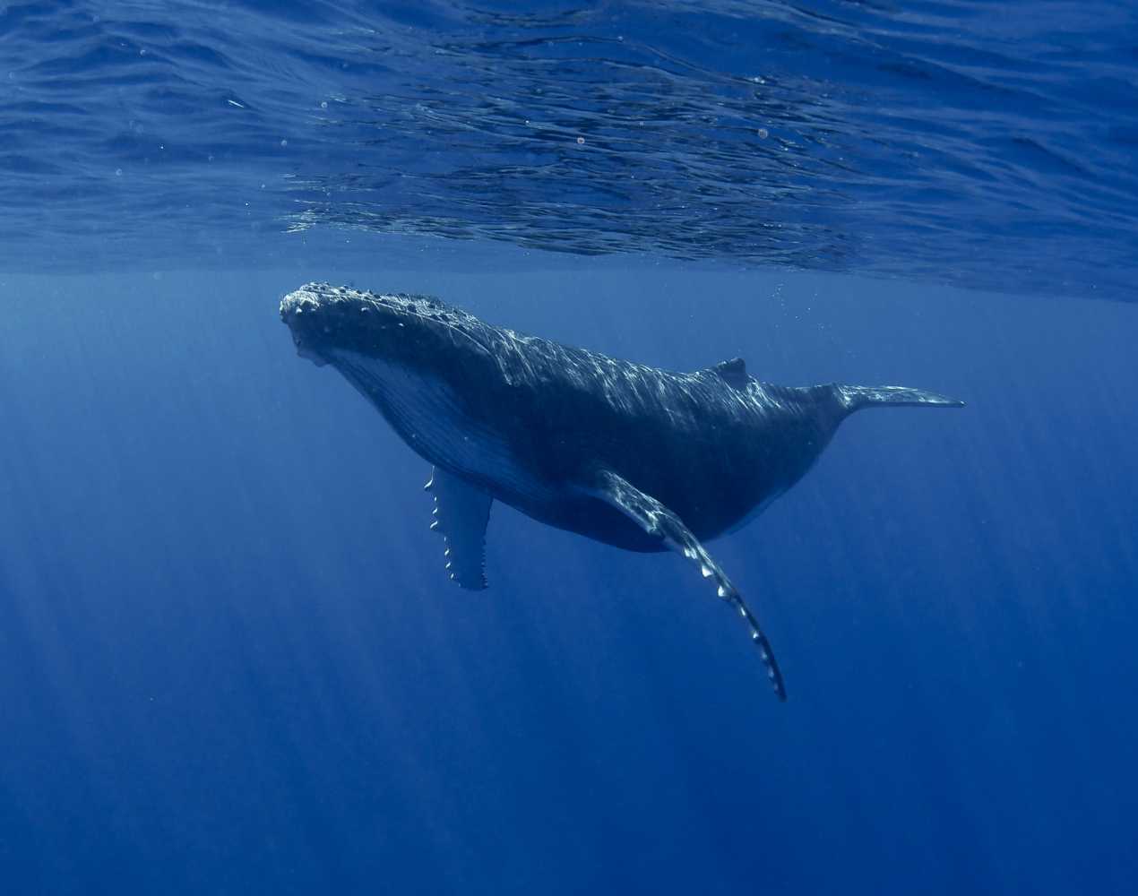 ABC News: Scientists Discover How Whales Can Sing and How Shipping ...