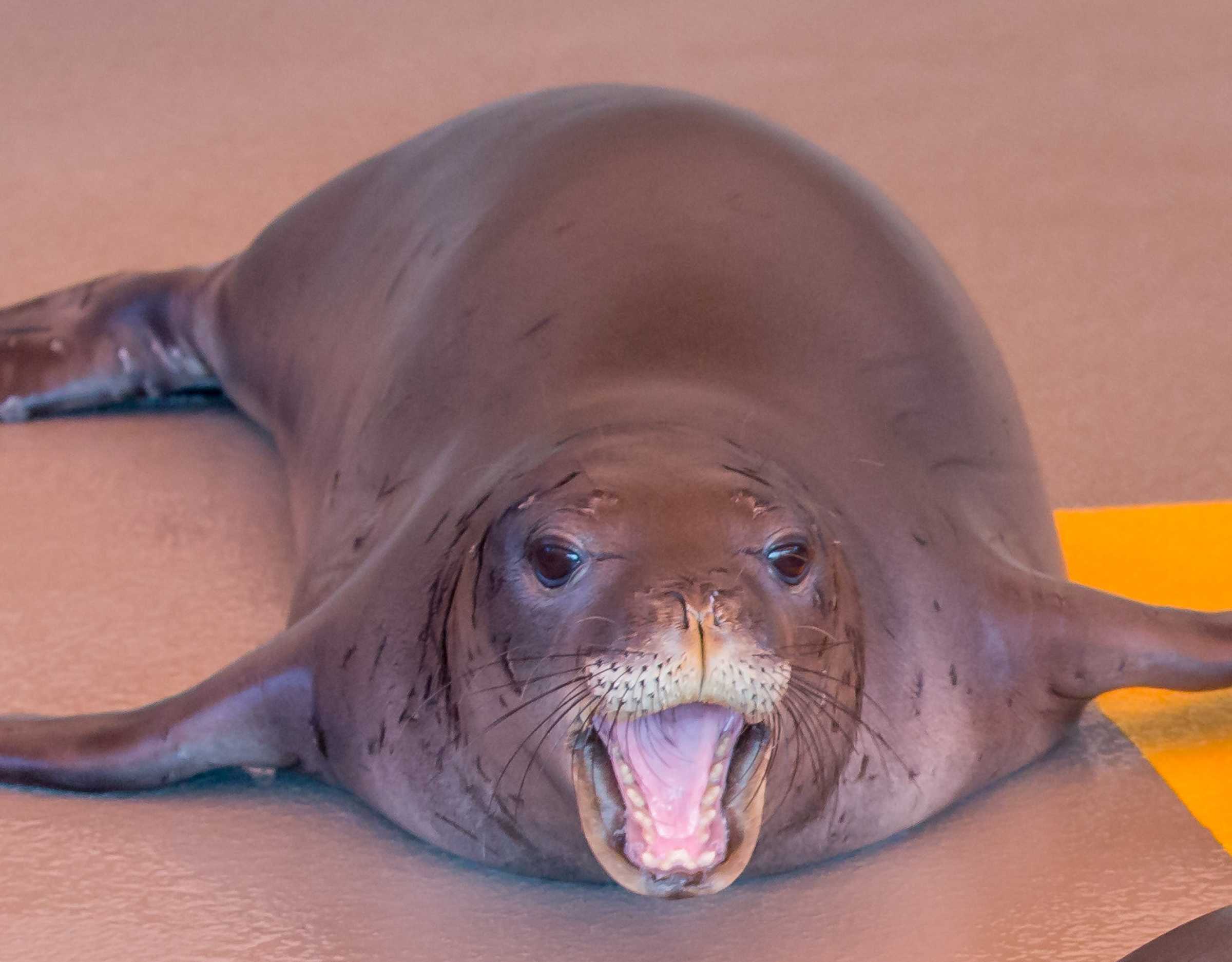 Neva | The Marine Mammal Center