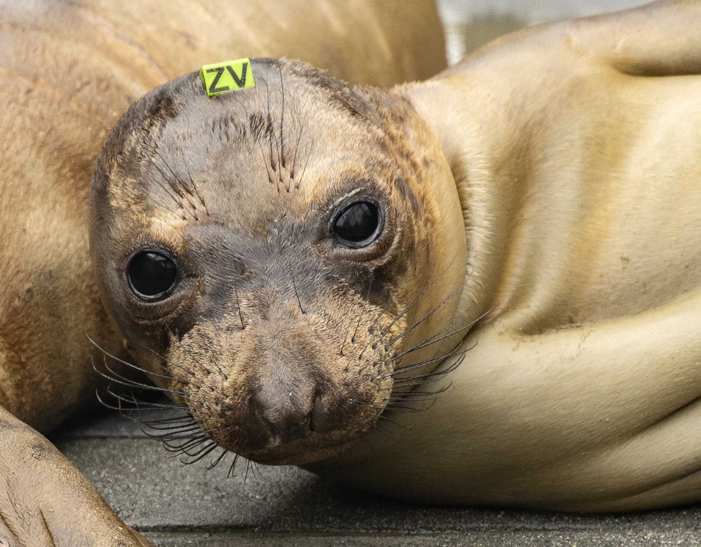 Windsurf | The Marine Mammal Center