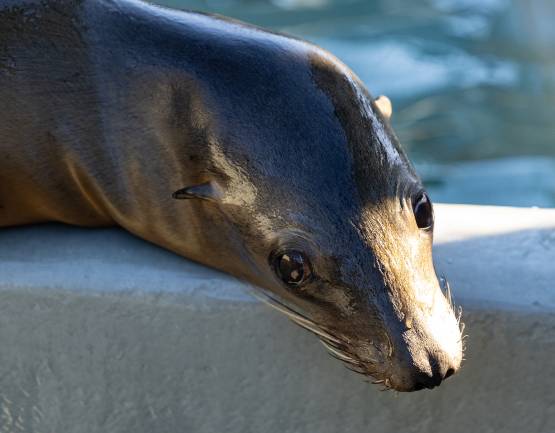 Lunita | The Marine Mammal Center