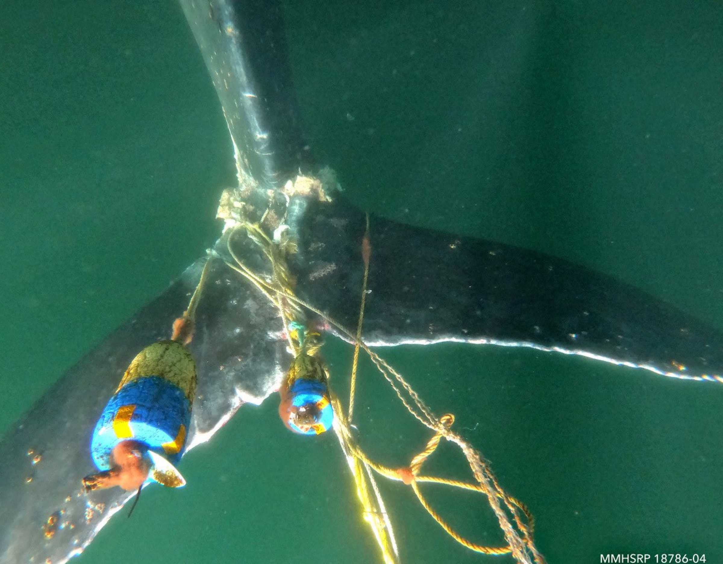 Entanglement Response | The Marine Mammal Center