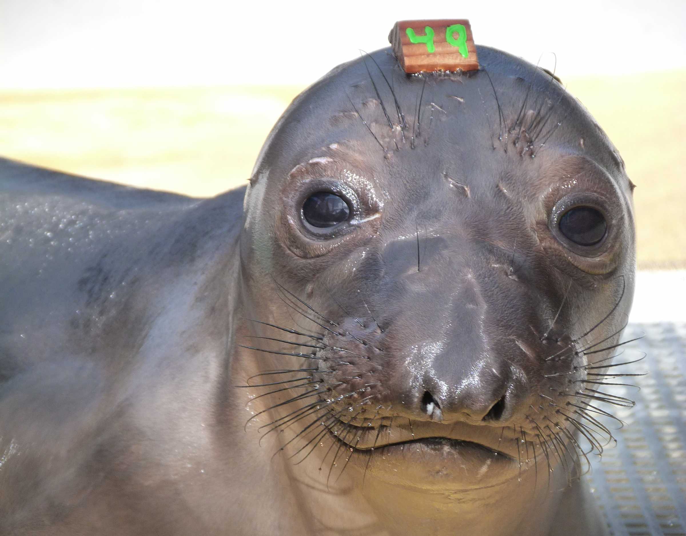 The Marine Mammal Center | Belephant
