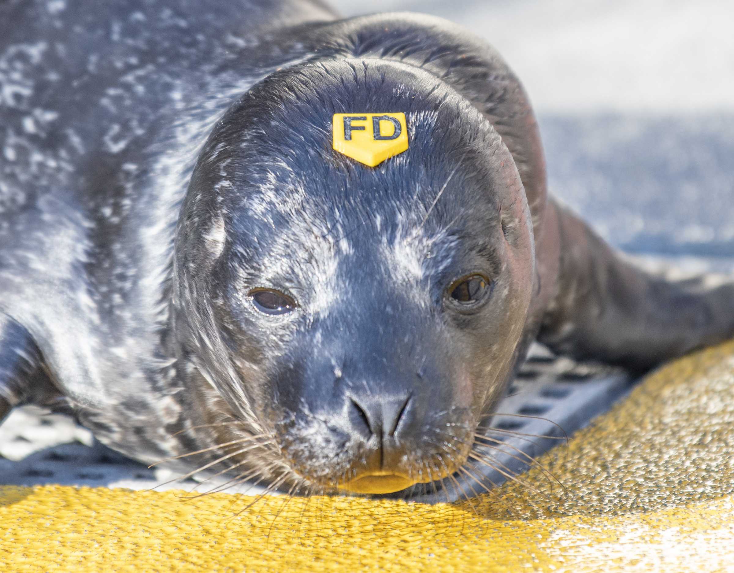 Gemstone | The Marine Mammal Center