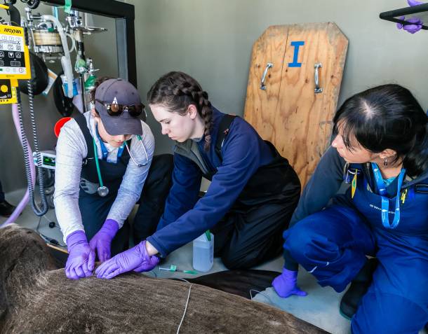 Training College Students in Marine Mammal Health | The Marine Mammal ...