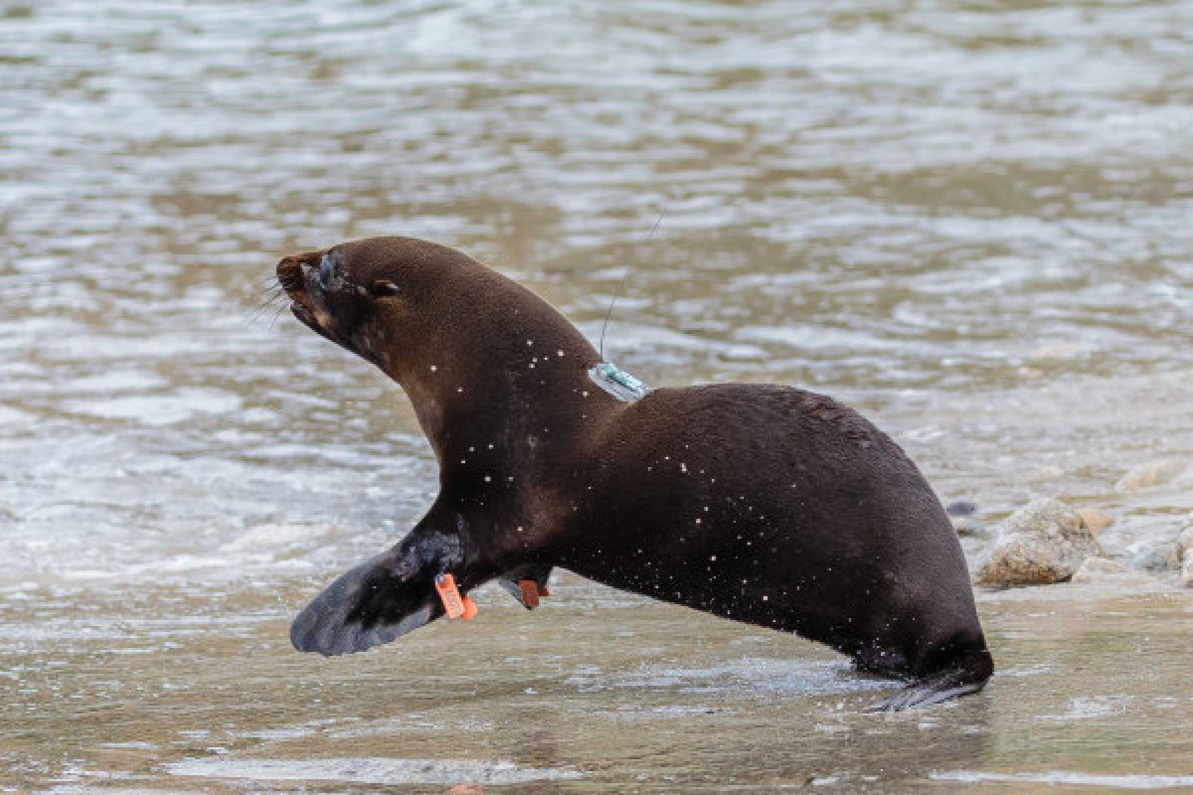 Marine Mammal Monday: Tracking Marine Mammals | The Marine Mammal Center