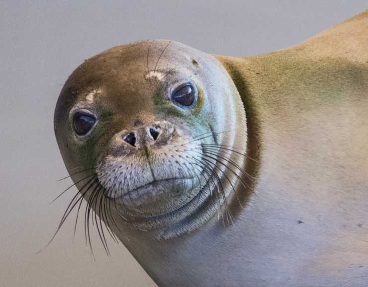 RH38 | The Marine Mammal Center