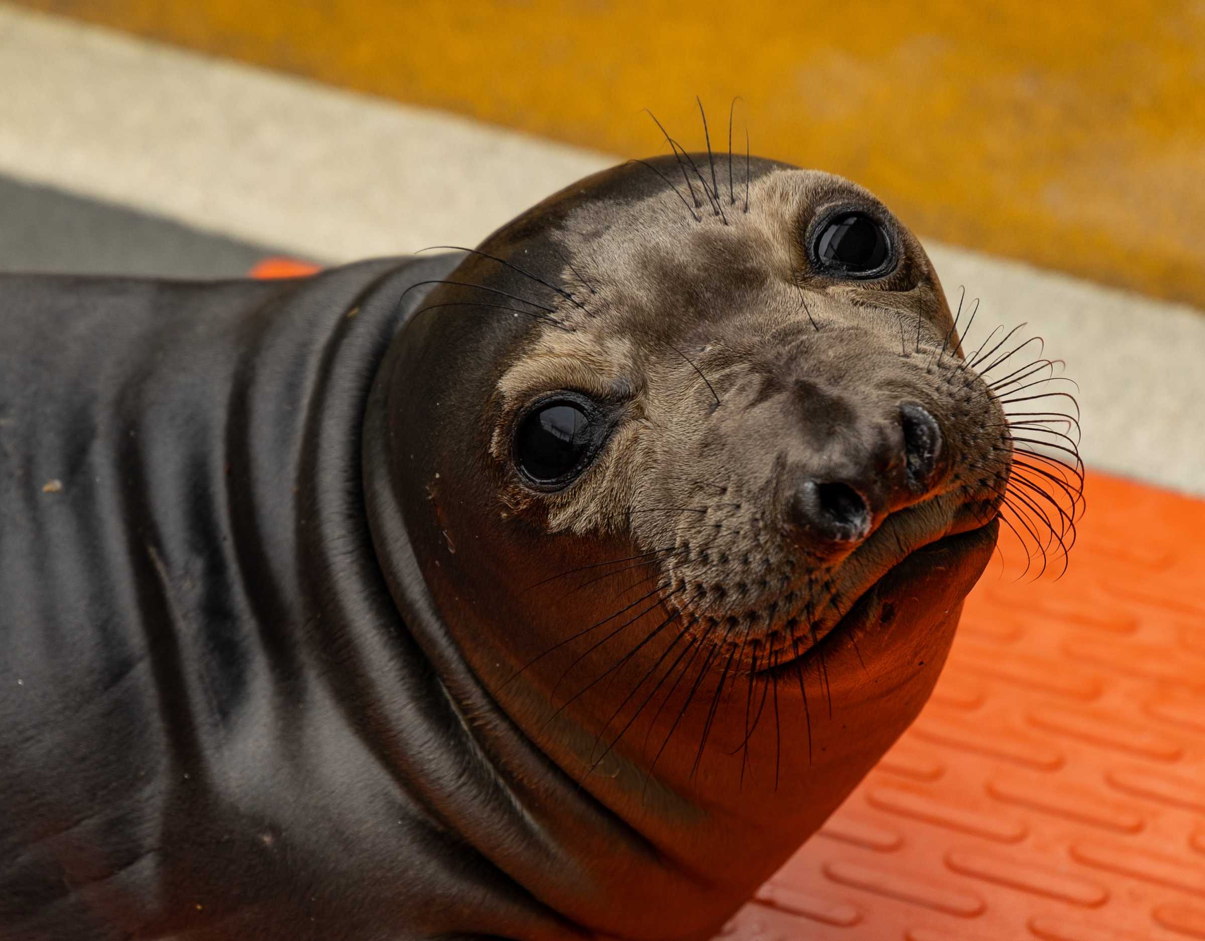 Perrito | The Marine Mammal Center