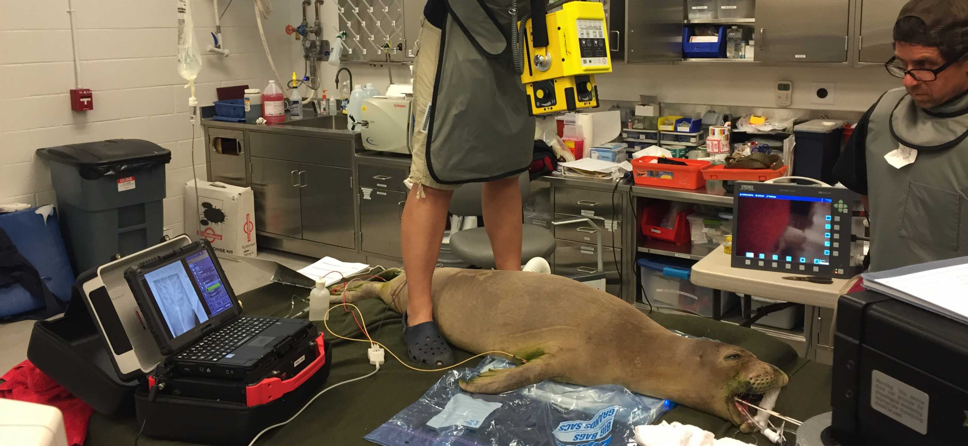 Emergency Surgery Saves Hooked Hawaiian Monk Seal | The Marine Mammal Center