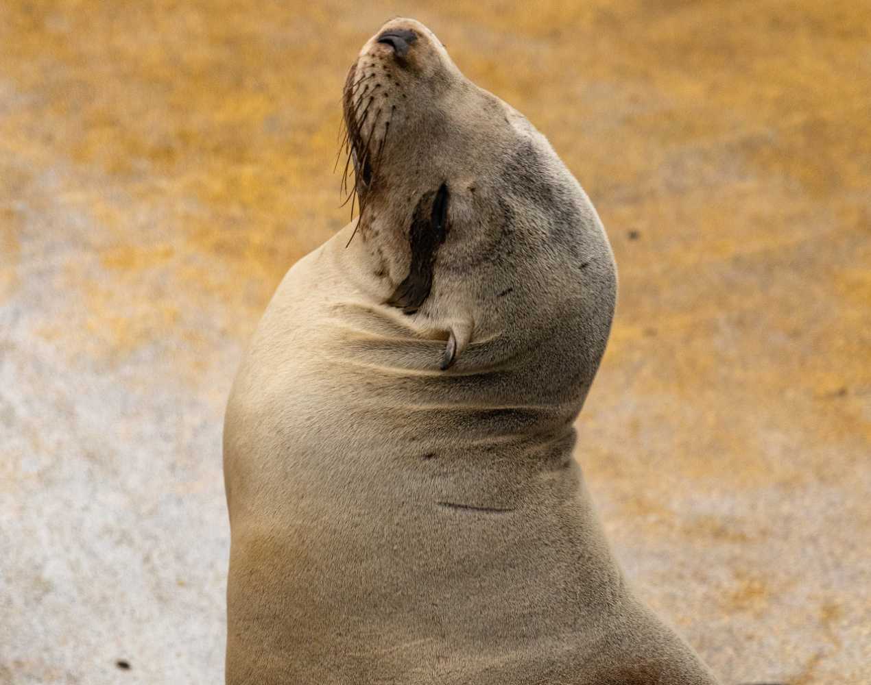 Abalone | The Marine Mammal Center