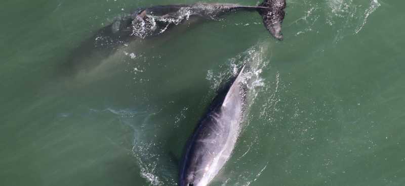 Common Bottlenose Dolphin | The Marine Mammal Center